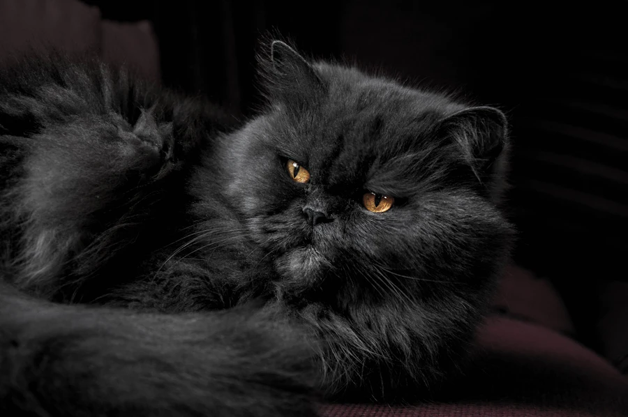 Fluffy black Persian cat resting on a dark surface with amber eyes looking toward the camera. Soft fur texture stands out against the nearly black background.