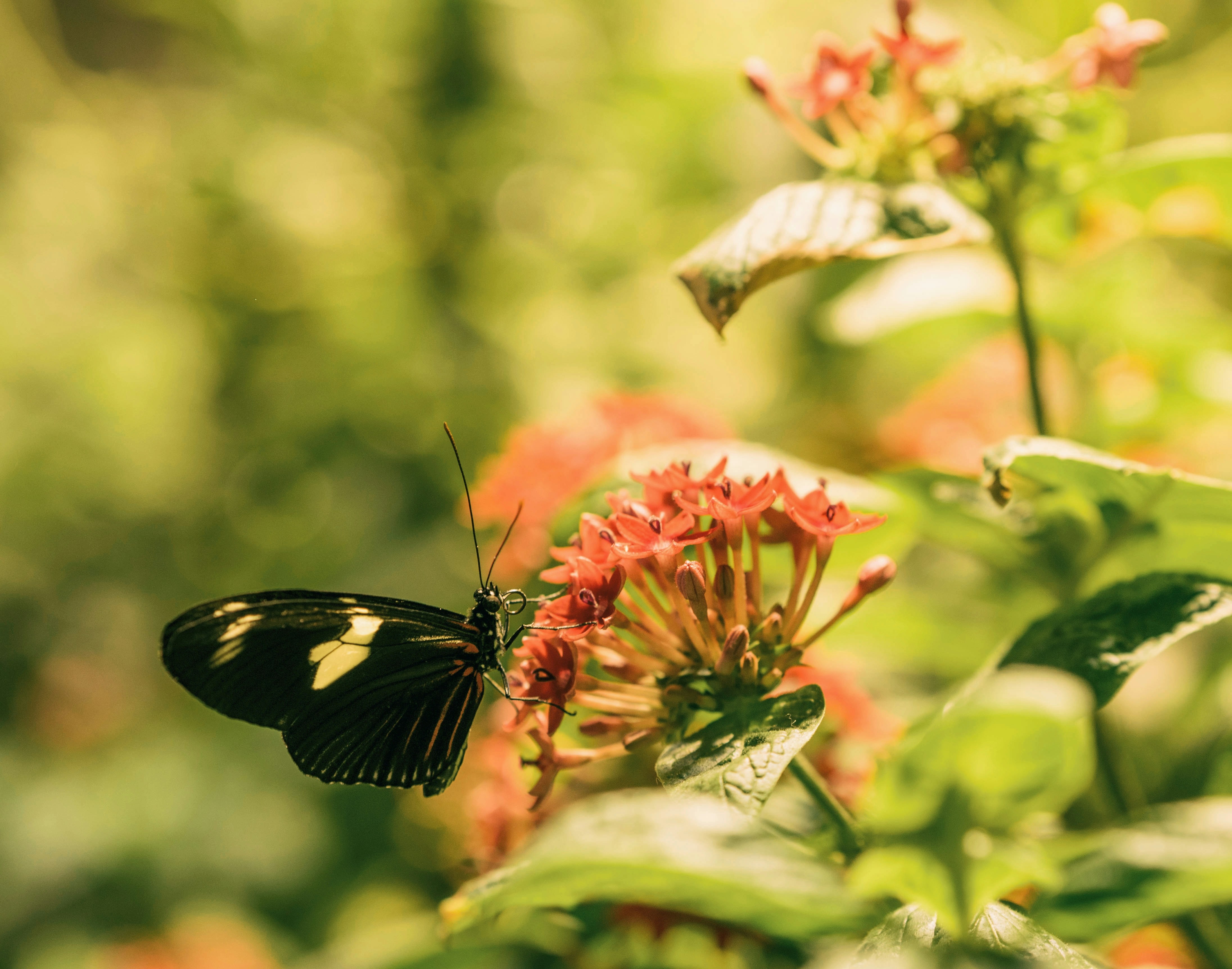 Papillon noir et beige photo – Photo Insecte Gratuite sur Unsplash