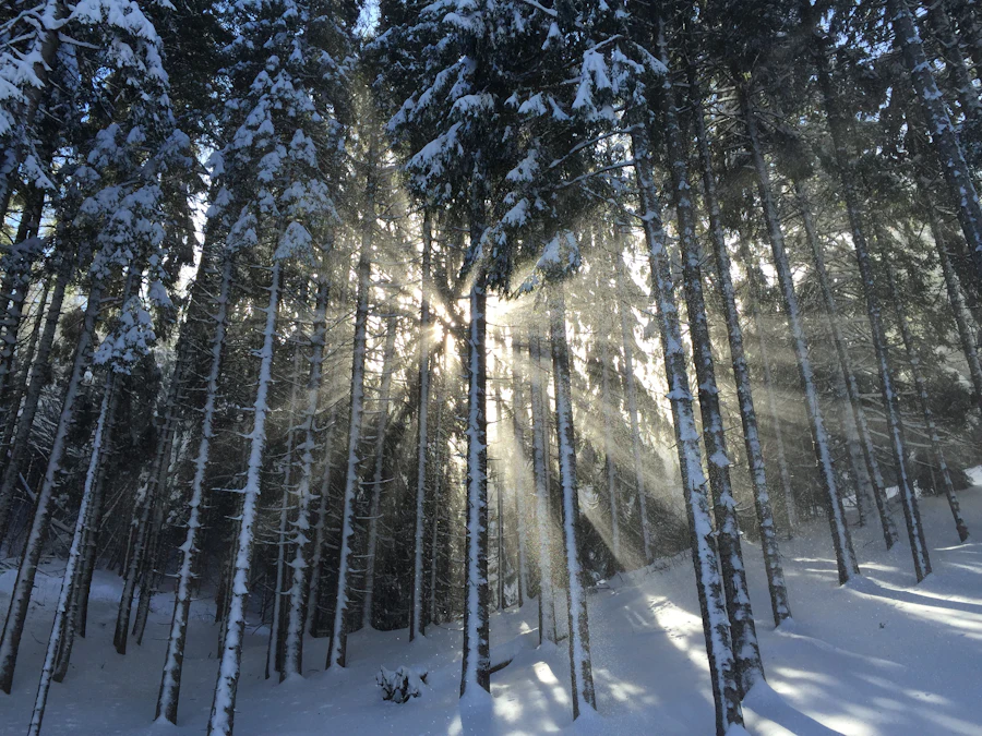 Sunlight pours through tall pine trees in a snowy forest, casting bright rays and long shadows across the ground. The scene feels cold, quiet, and wintry.