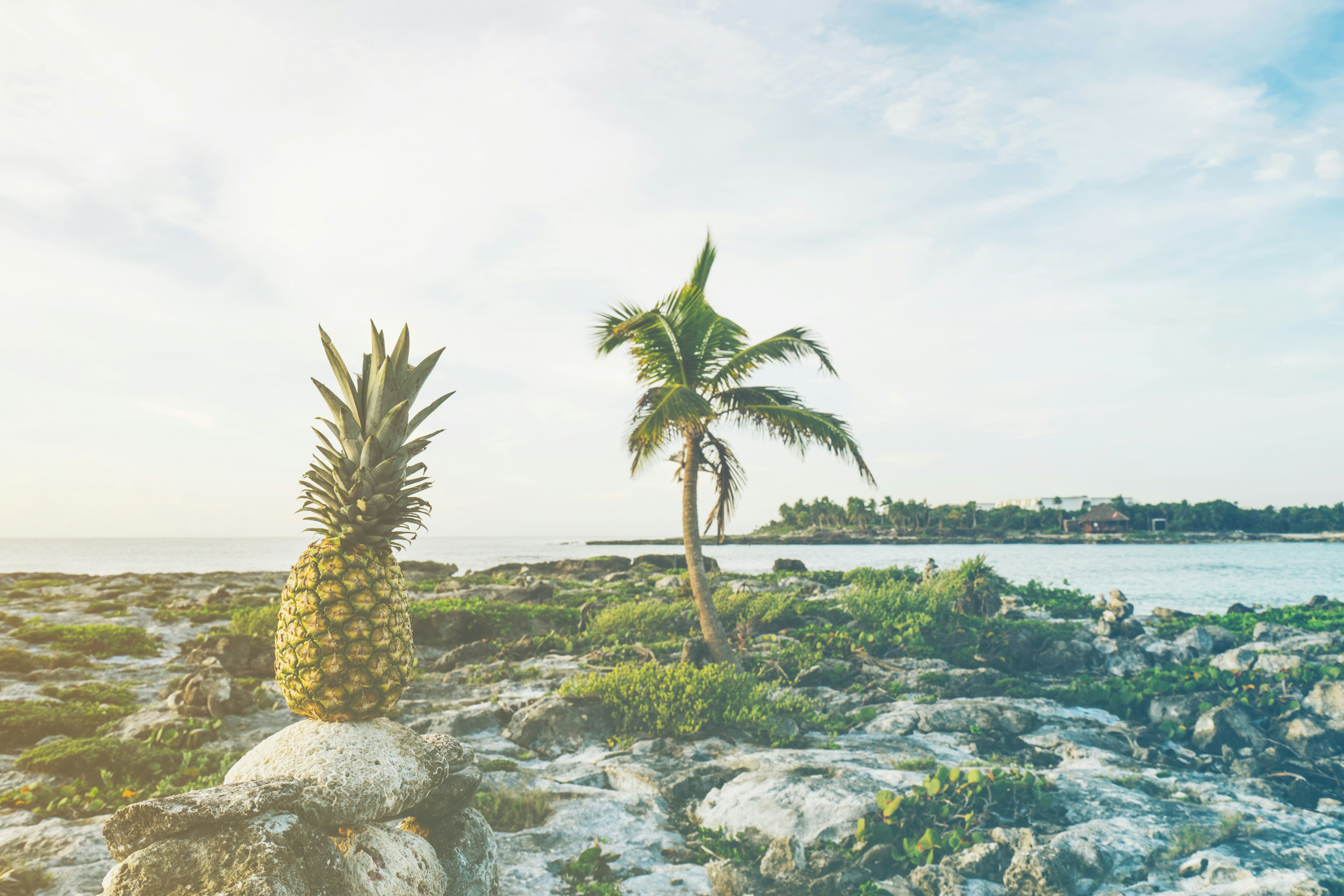 A pineapple stands prominently on rocky terrain beside a palm tree, with the ocean and distant coastline in the background.