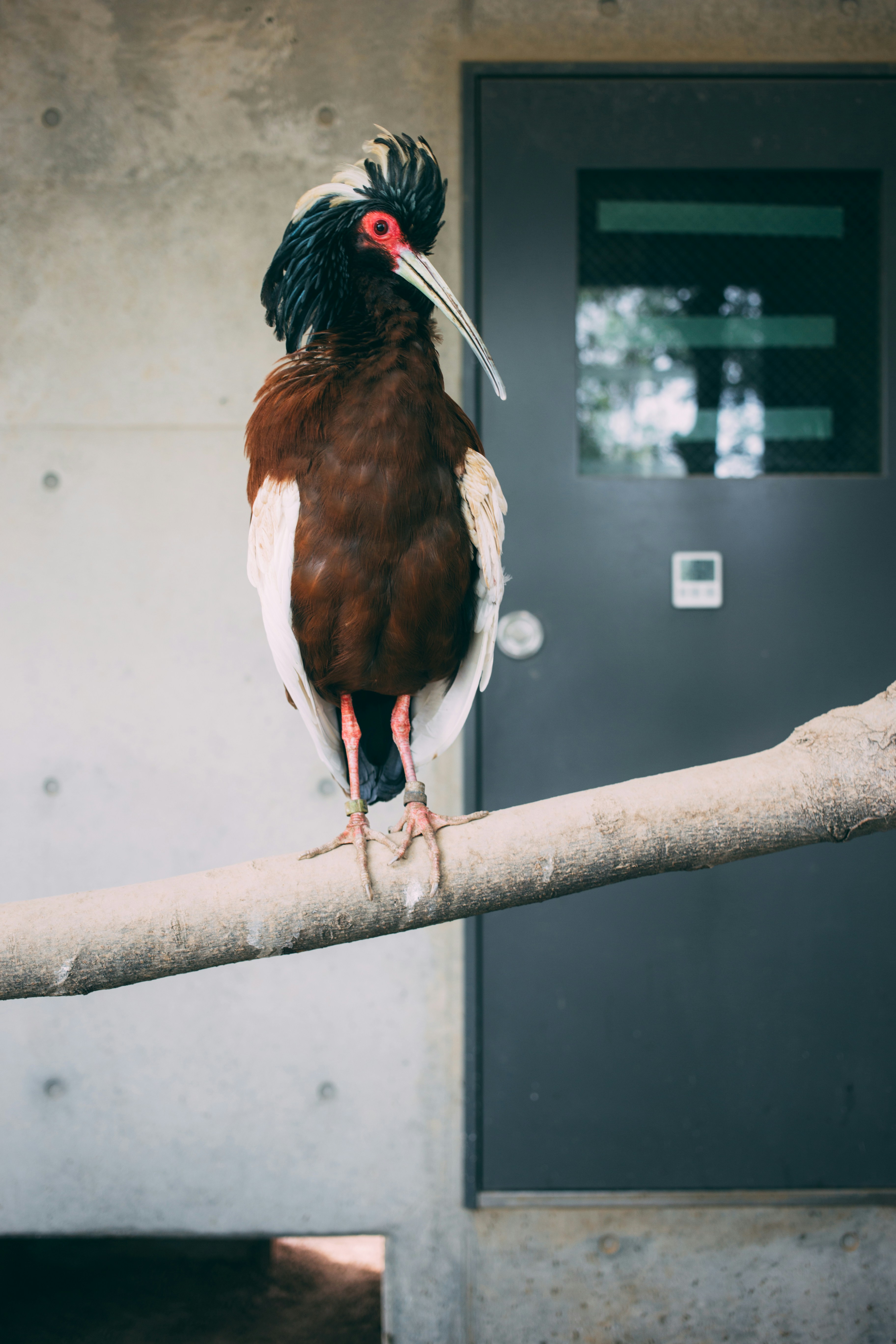Crested bird perched on a branch, showcasing its striking plumage against a minimalist backdrop. The subtle details of its environment enhance its majestic presence.