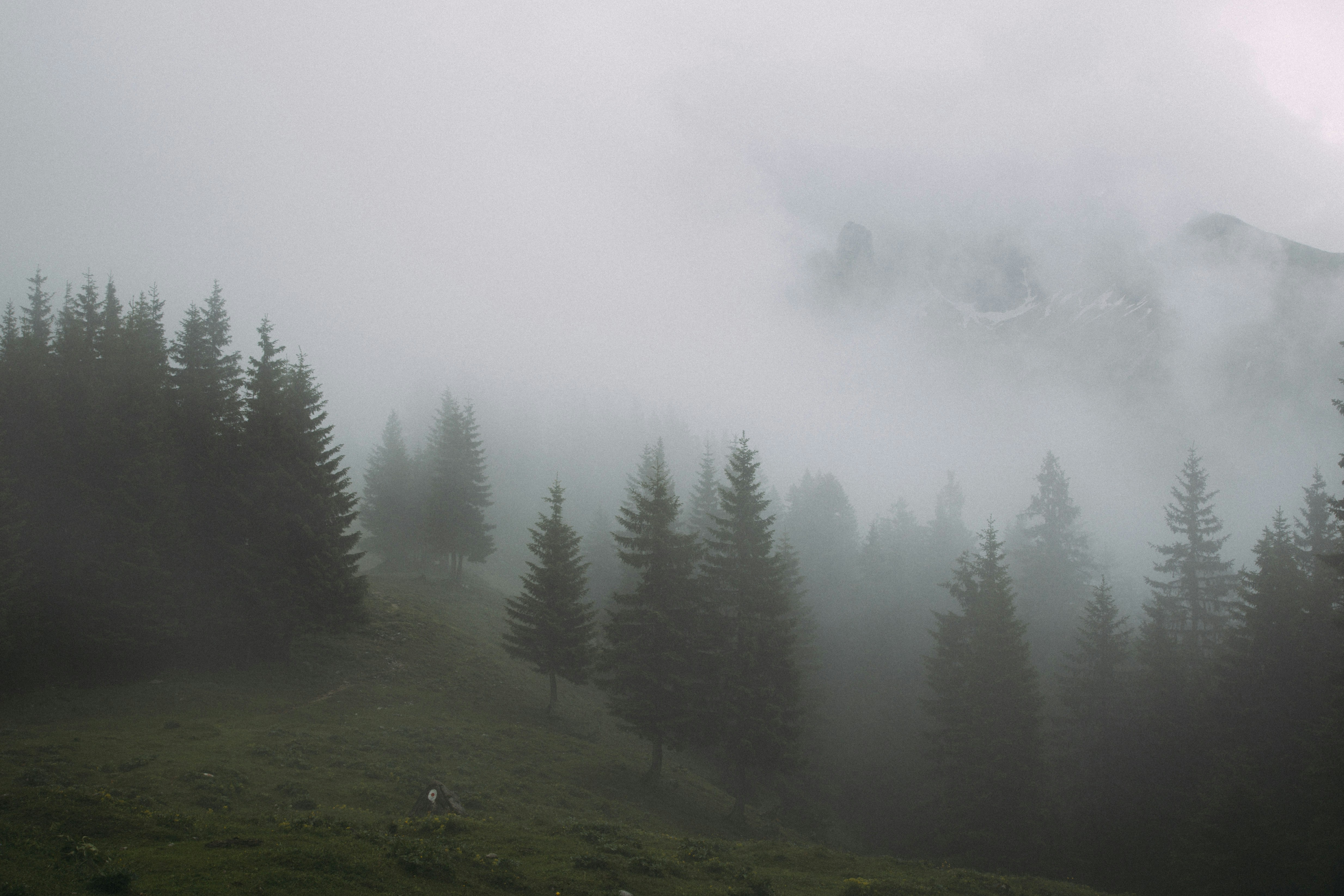 Fog | 30 best free fog, outdoor, forest and wallpaper photos on Unsplash