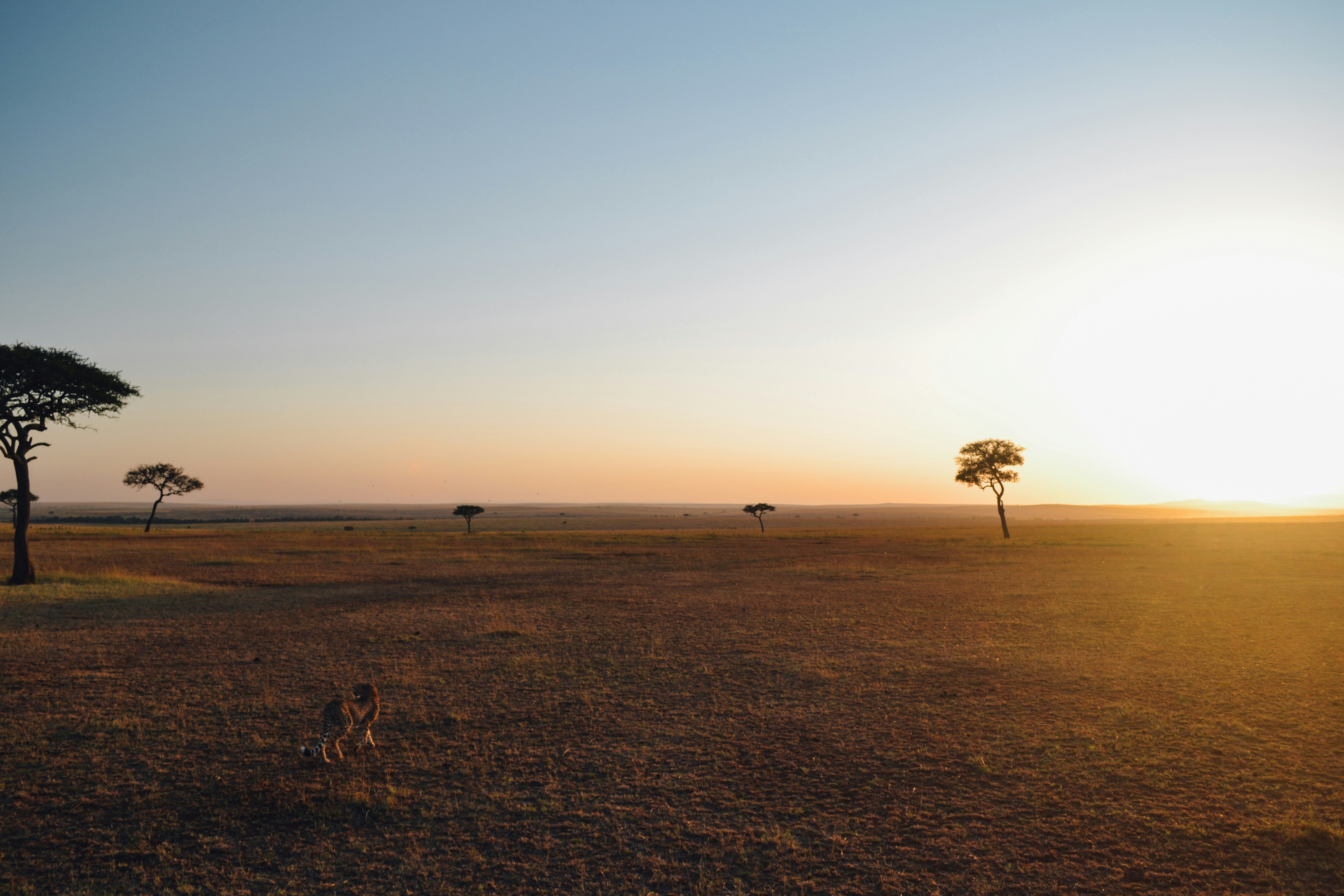 Vast savannah landscape with a cheetah in the foreground and acacia trees silhouetted against a golden sunrise.