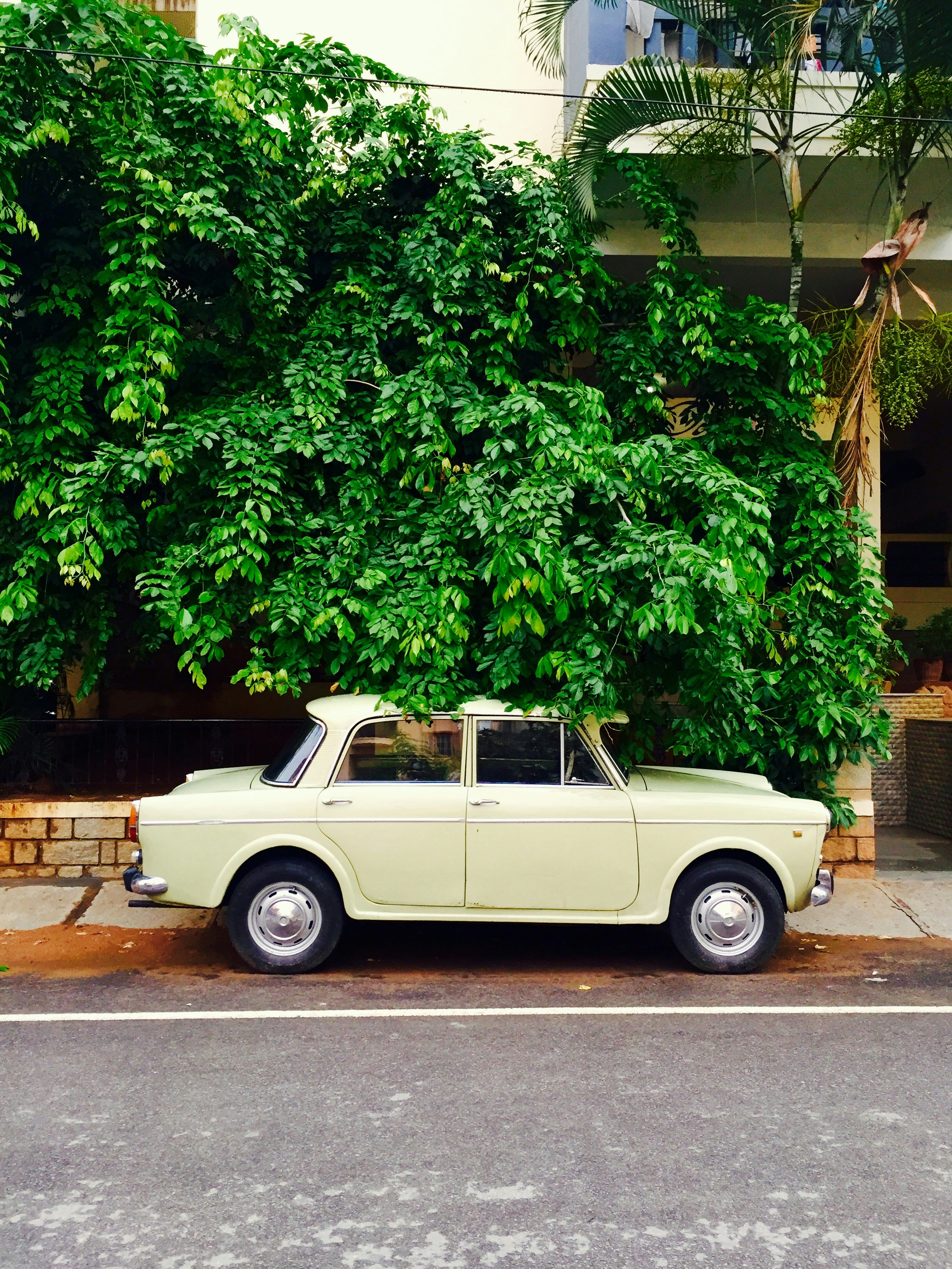 Classic light green car parked beside a lush tree, blending vintage aesthetics with nature's vibrancy.