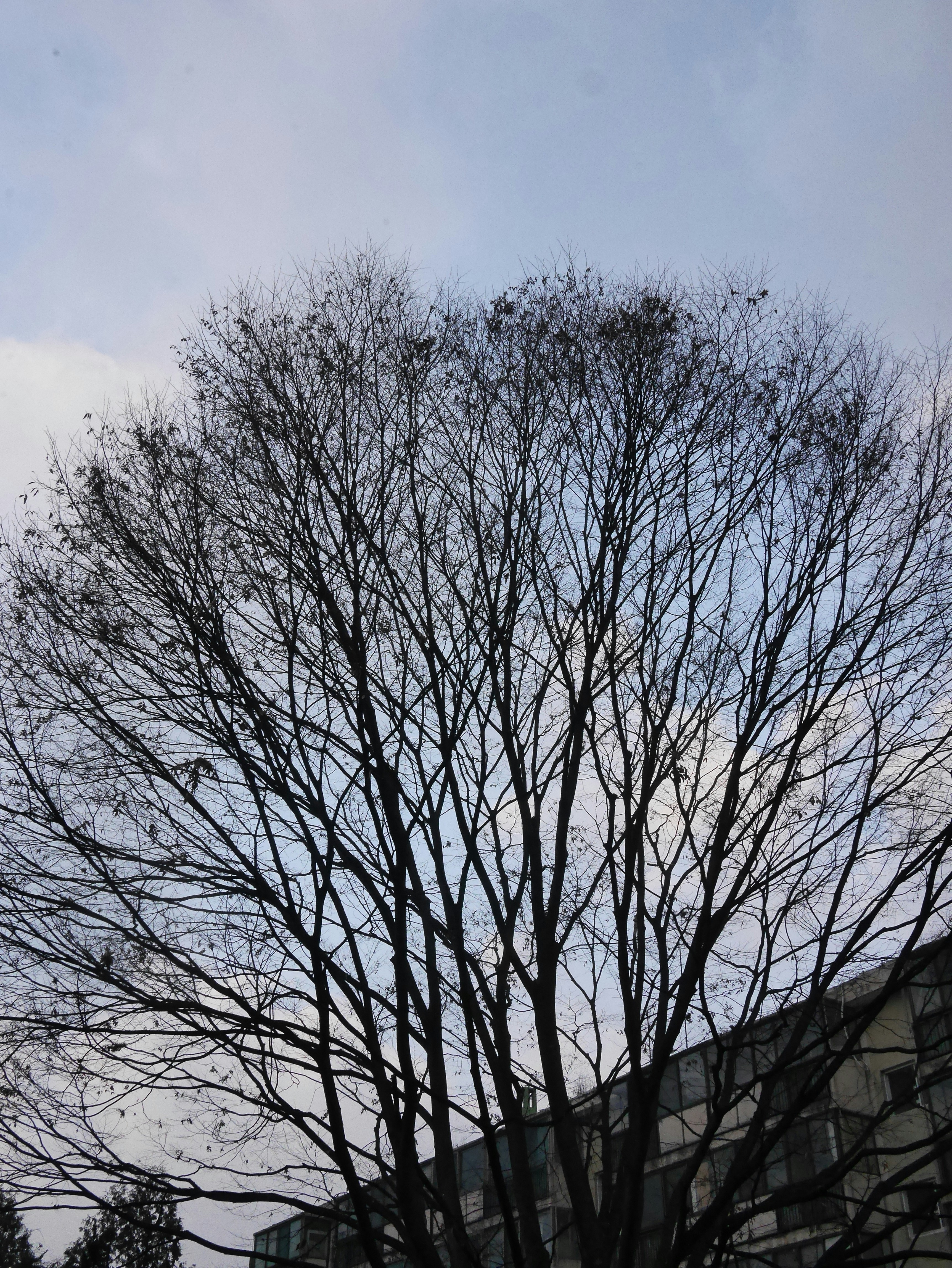 Winter's Lacework Against the SkySam Shin