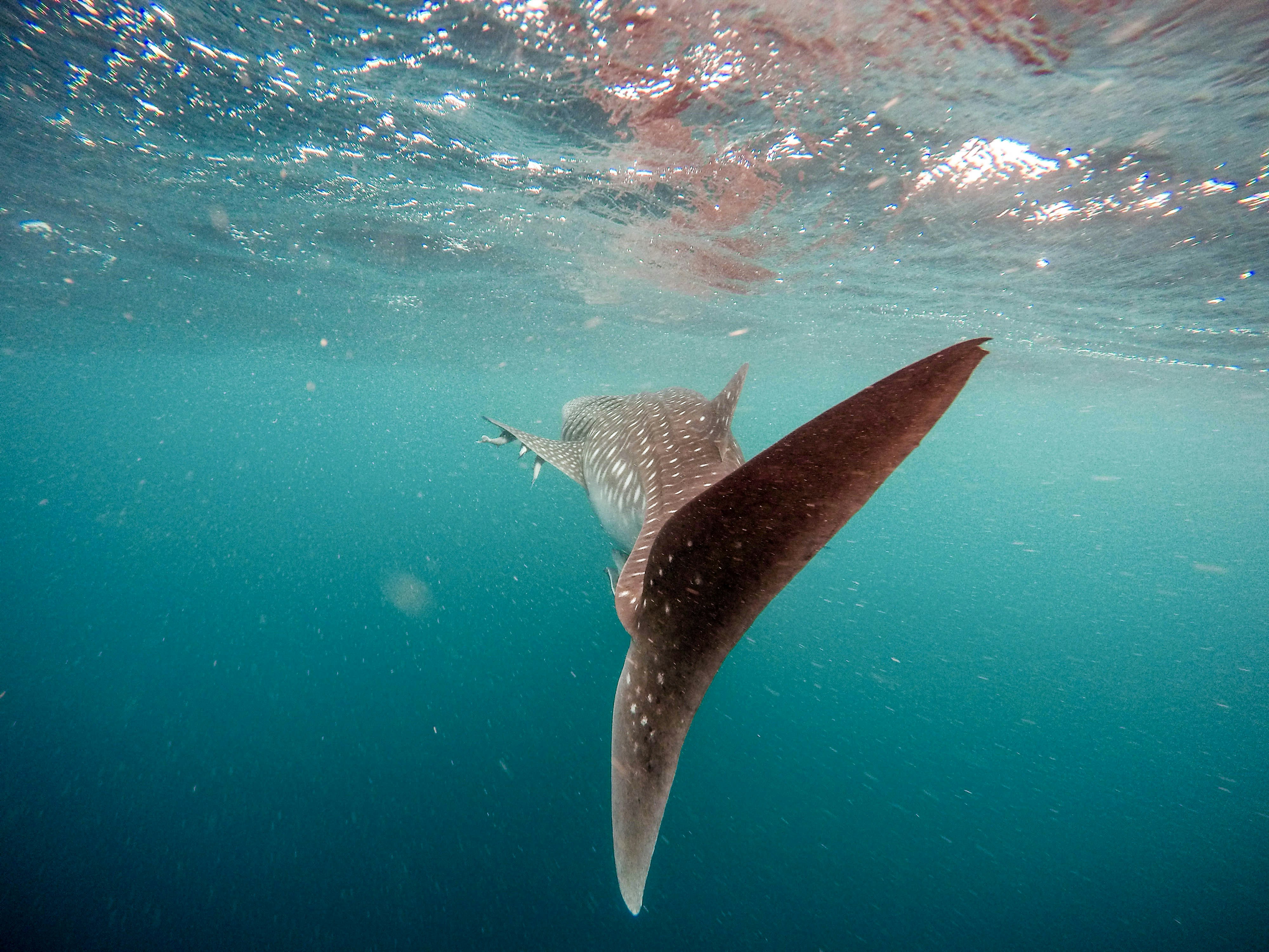 Whale shark gliding beneath the surface of the ocean, showcasing its distinctive spotted pattern against the serene blue backdrop.