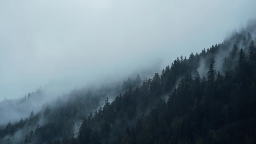 Mist drifts over a forested mountain slope, with dark evergreen trees fading into fog under a pale gray sky.