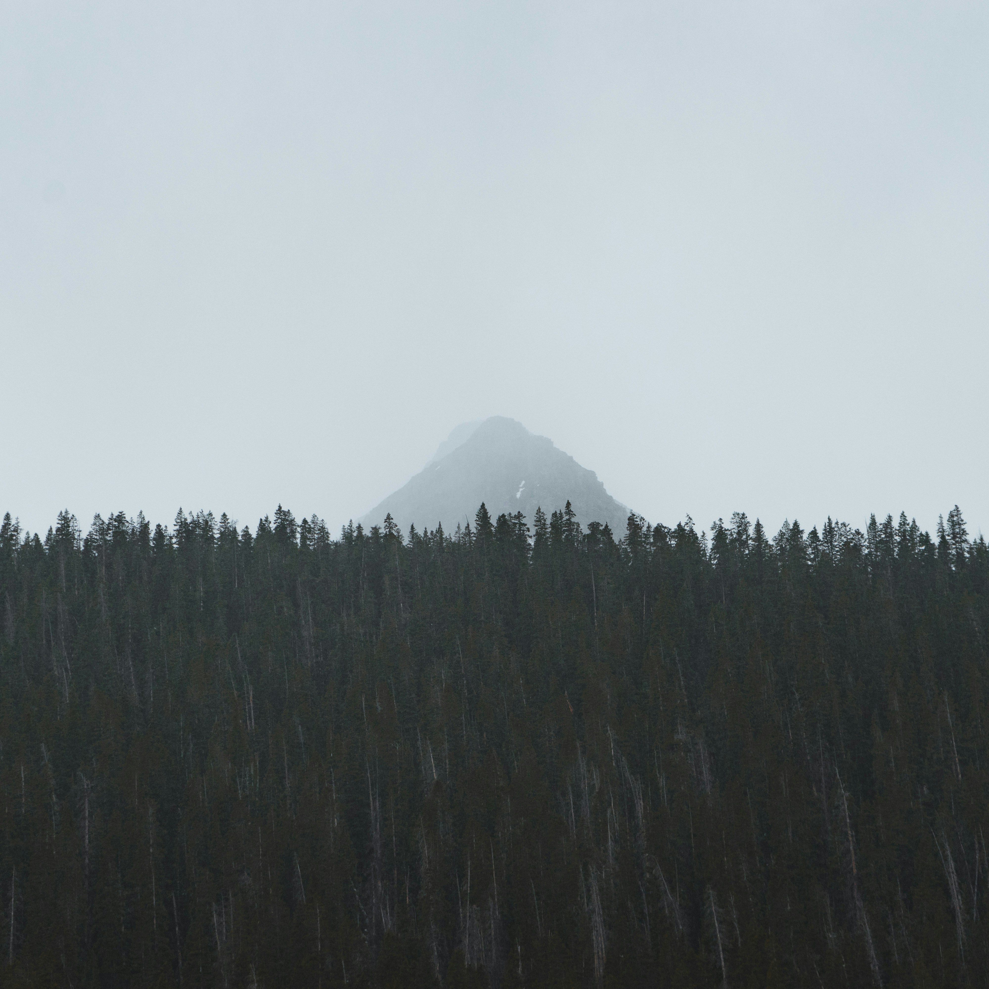 Misty peak emerging from a dense forest, shrouded in fog. Evergreen trees create a dark silhouette against the muted sky.