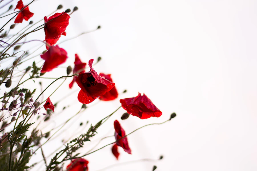 Red poppy flowers and stems leaning diagonally across a bright white background. The composition feels airy and minimal, with a few blossoms in sharp focus and others blurred by motion.