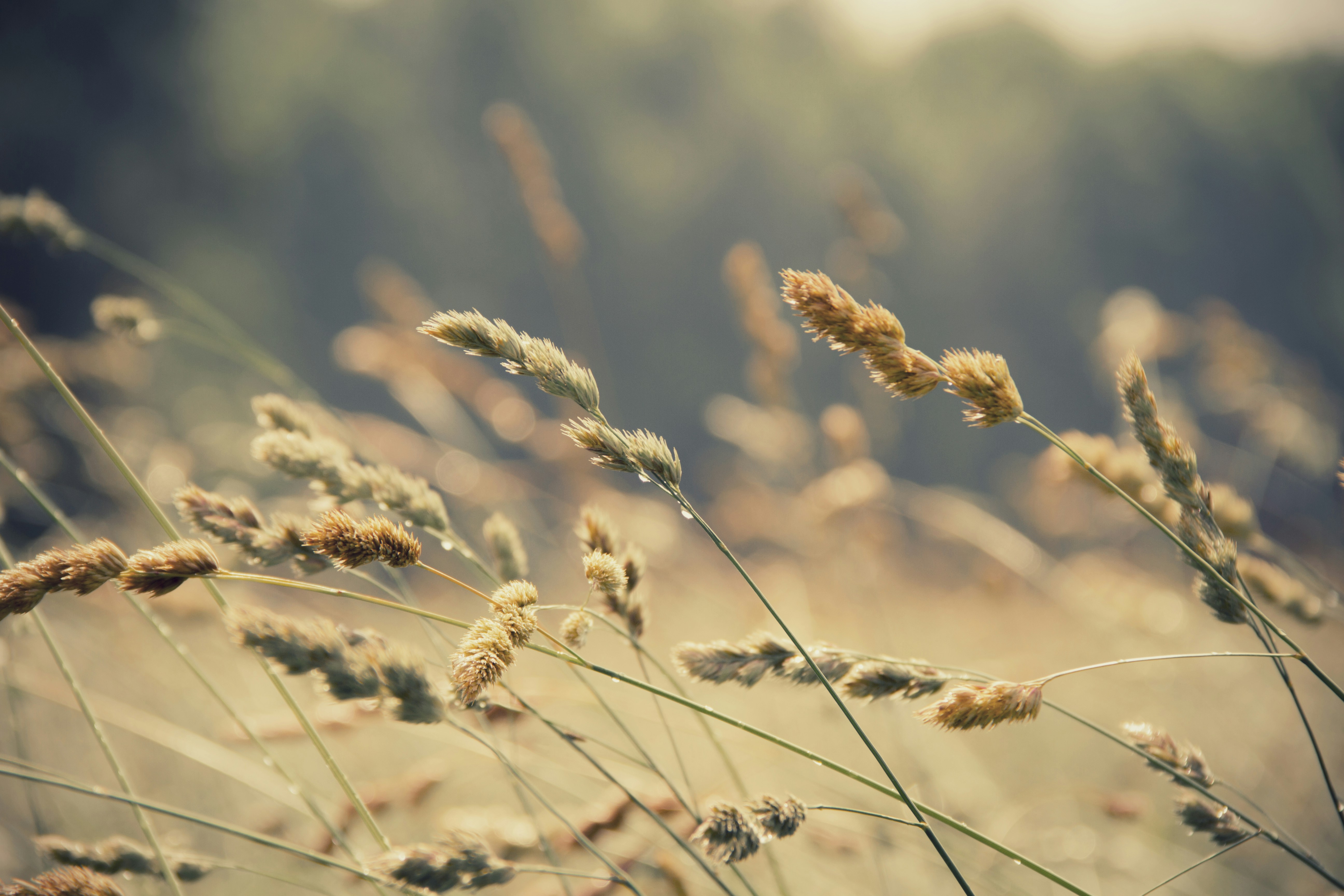 Tall grasses swaying gently in a sunlit meadow with a soft-focus background.