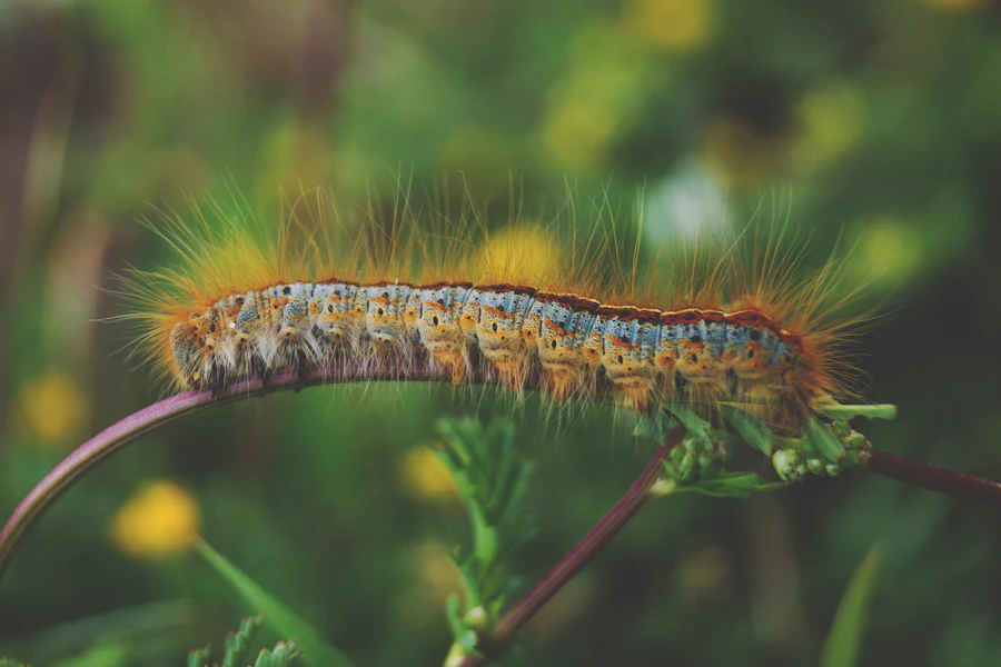 A fuzzy orange and blue caterpillar stretches along a curved plant stem against a soft green, blurred background.