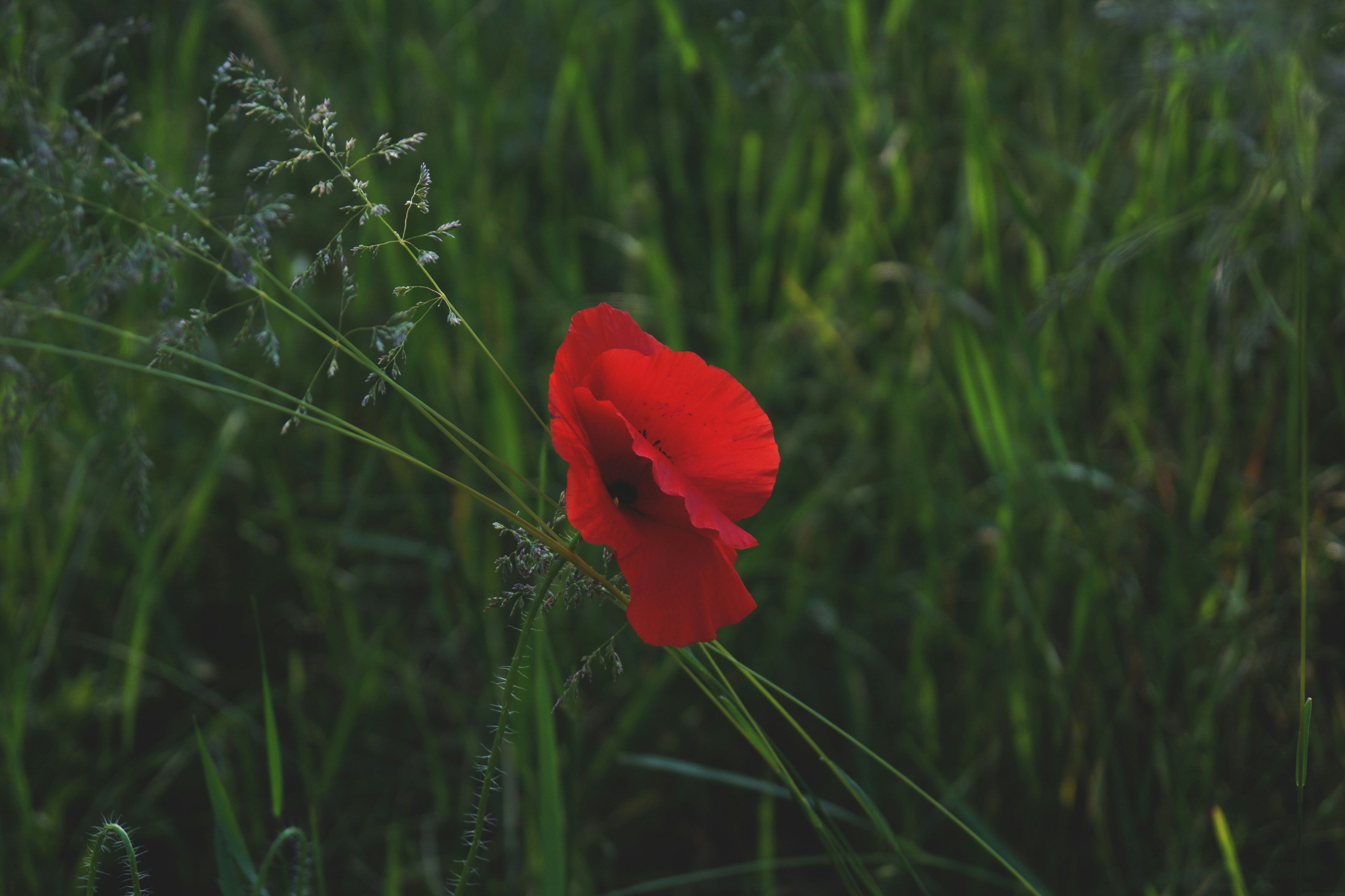 Deep red poppy | red petaled flower
