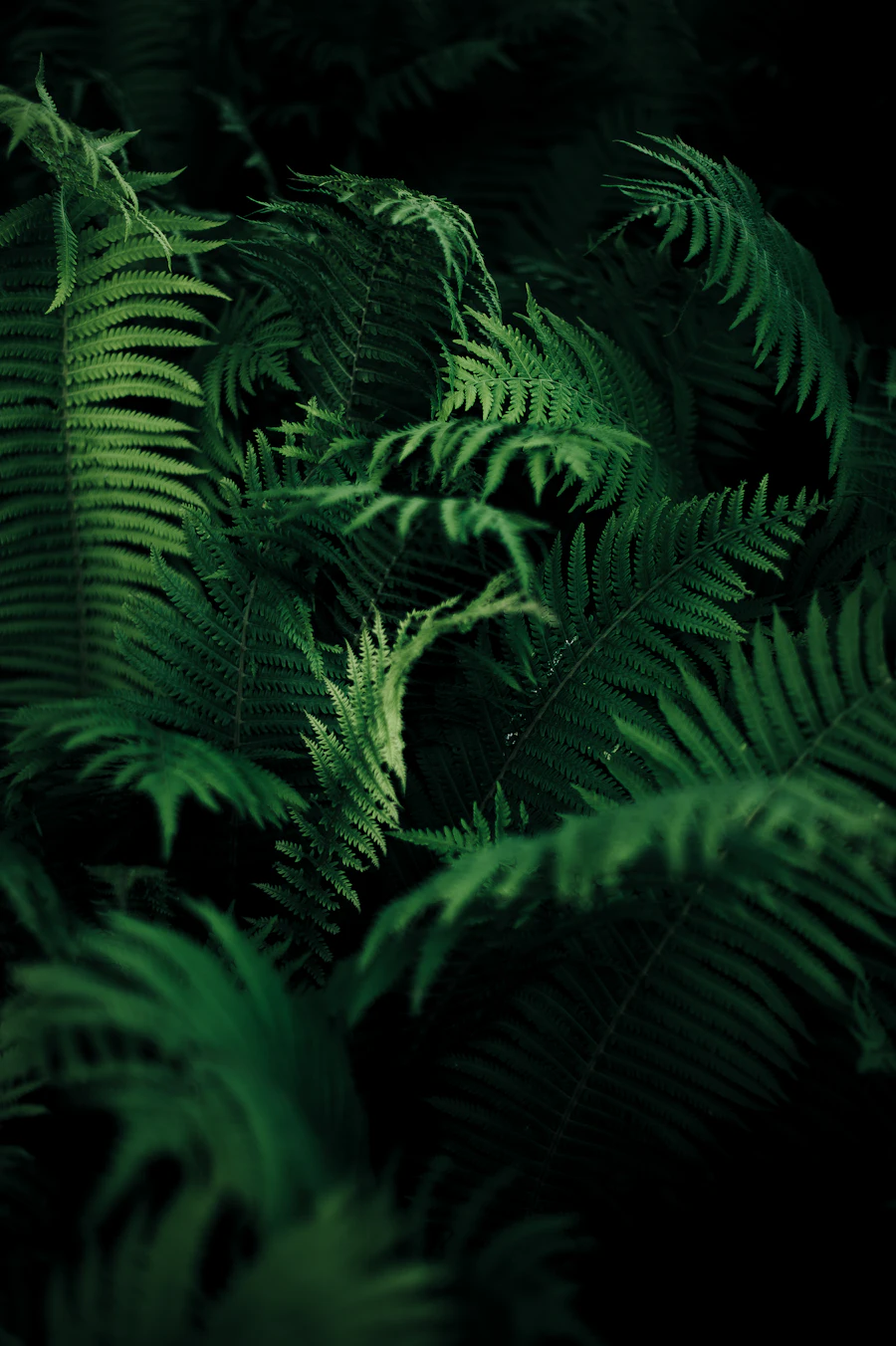 Dense green fern fronds overlap in a dark, moody forest scene, with layered leaves fading into shadow.