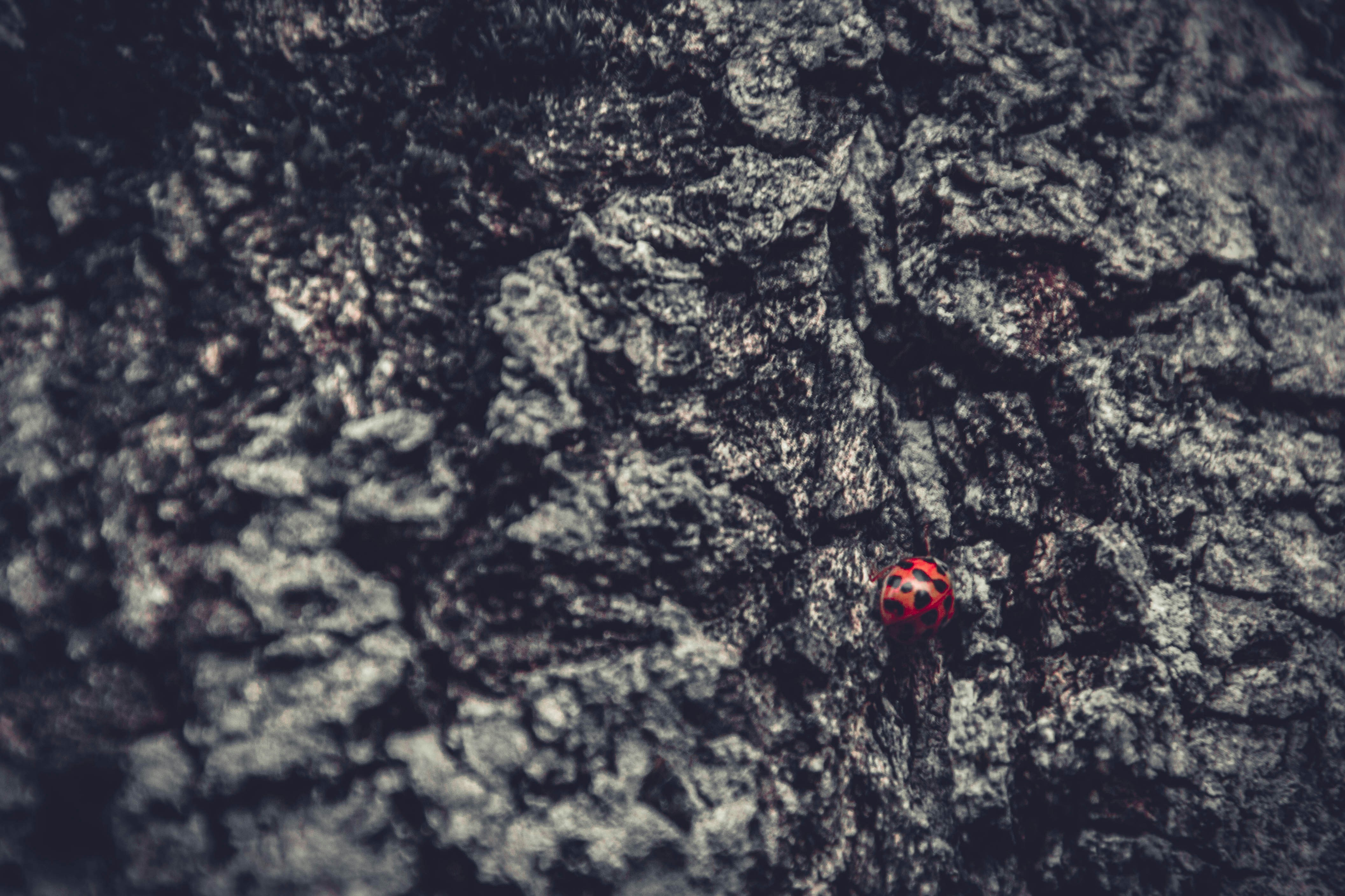 A ladybug crawls across the textured surface of a tree bark, showcasing its vibrant red and black coloring against the dark, rough background.