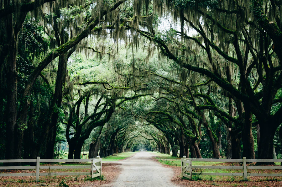 A straight gravel road runs beneath a dramatic archway of sprawling oak trees draped with hanging moss. White fences frame the entrance in the foreground.