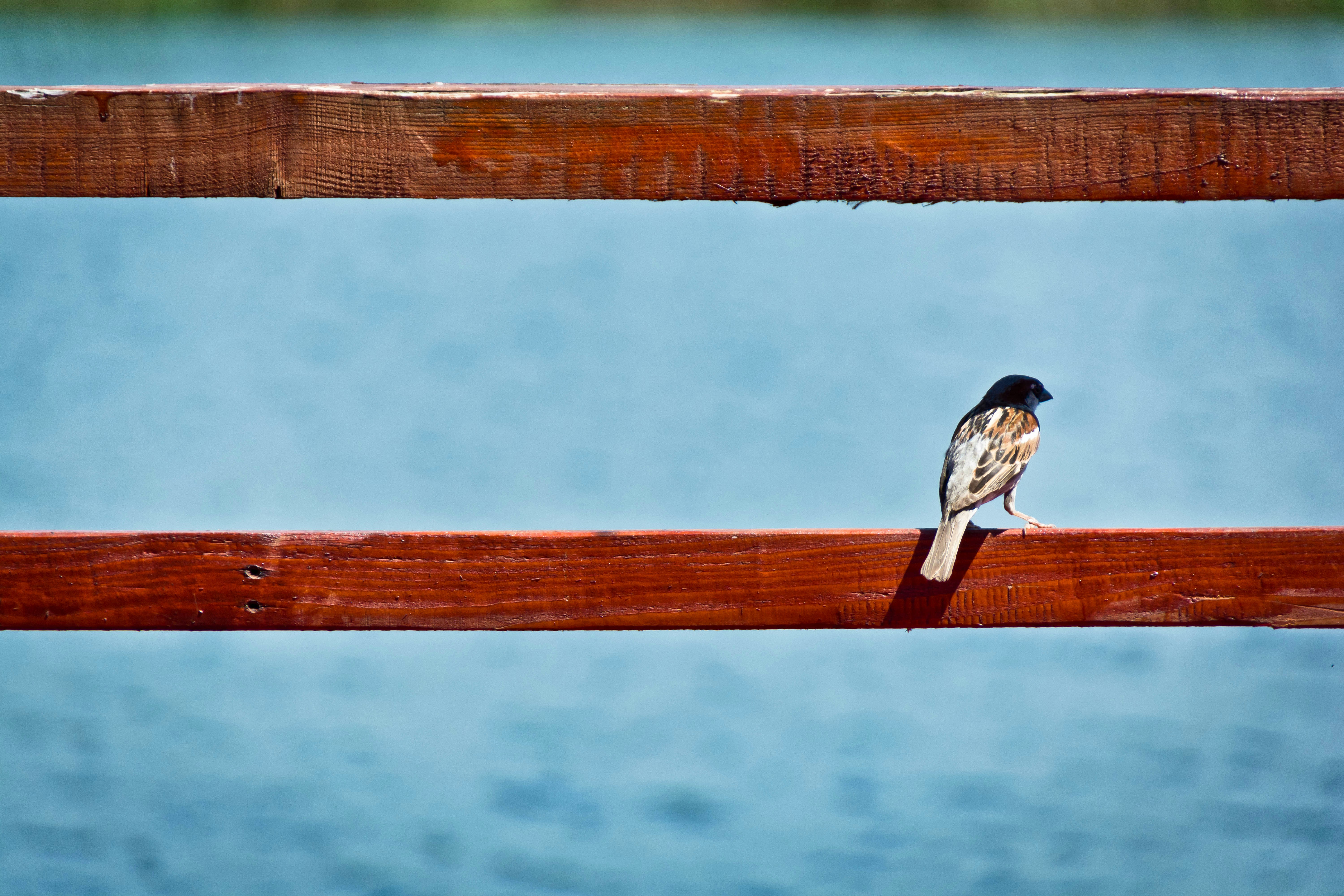 A bird rests on a wooden railing, framed by the shimmering blue of the water behind it.