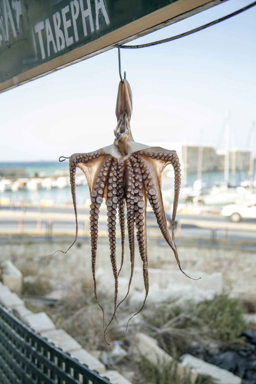 Poulpe brun photo – Photo Grèce Gratuite sur Unsplash Poulpe brun photo – Photo Grèce Gratuite sur Unsplash