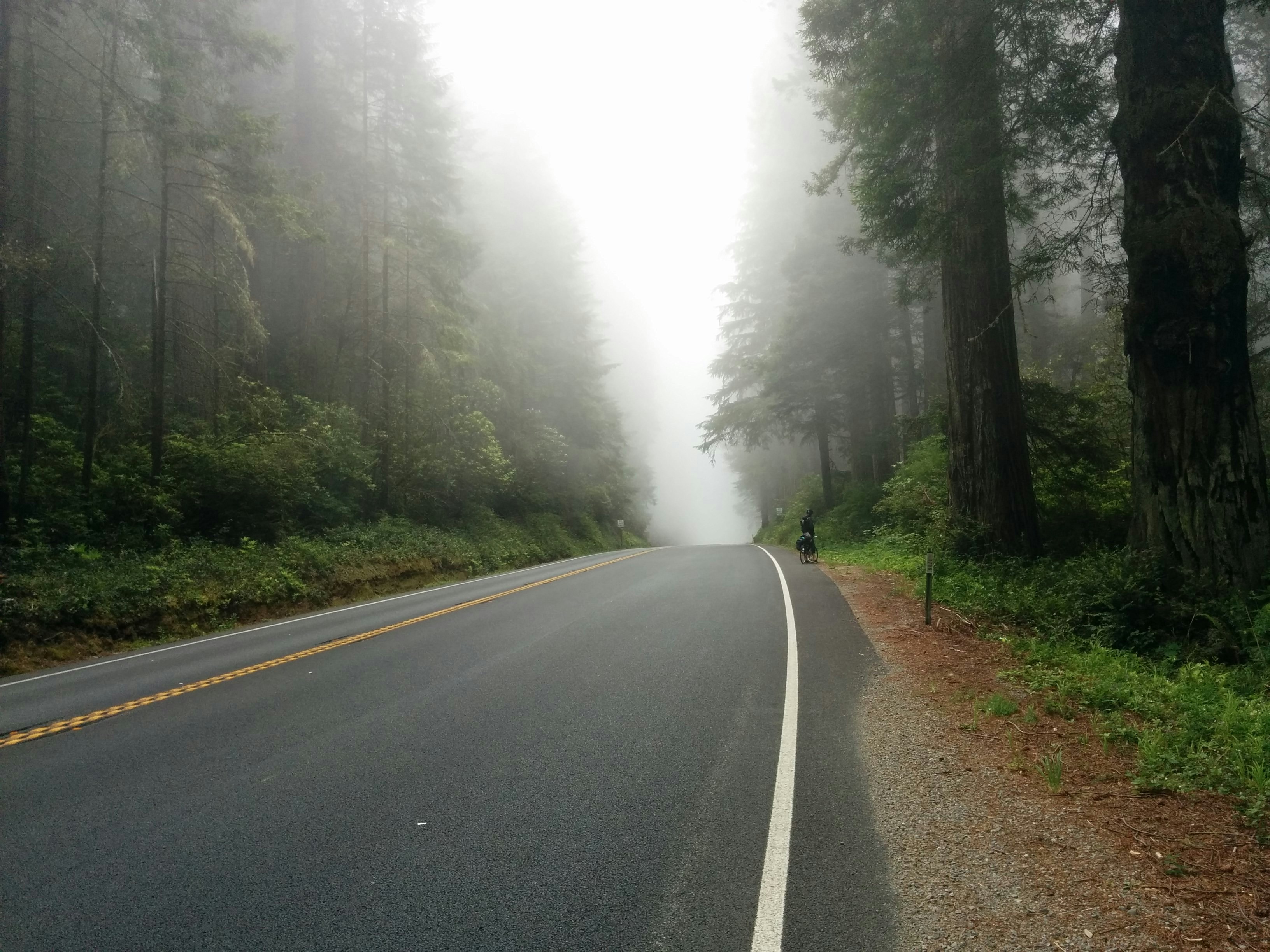 Cyclist rides along a foggy road flanked by towering trees.