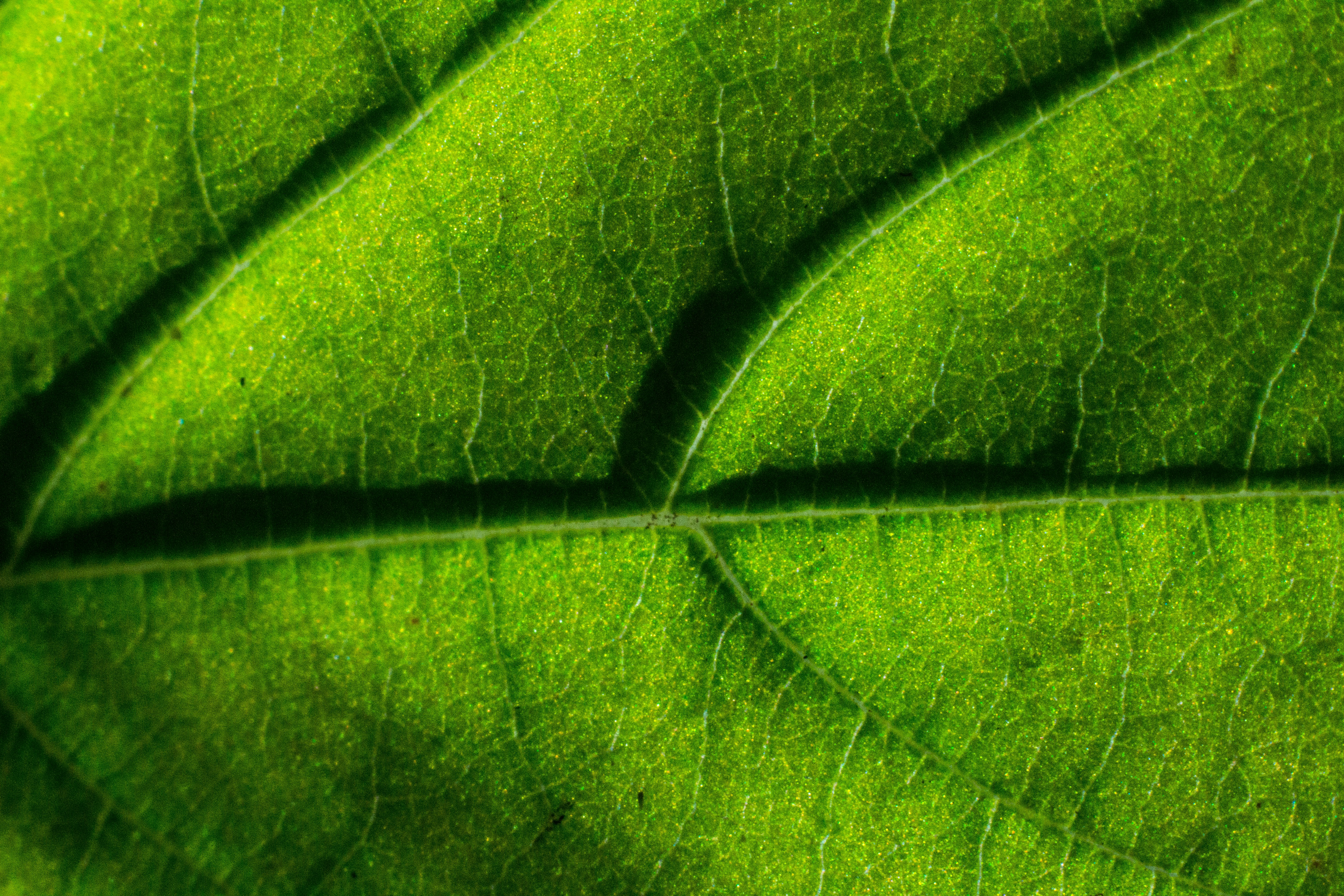 What is Green Taxonomy