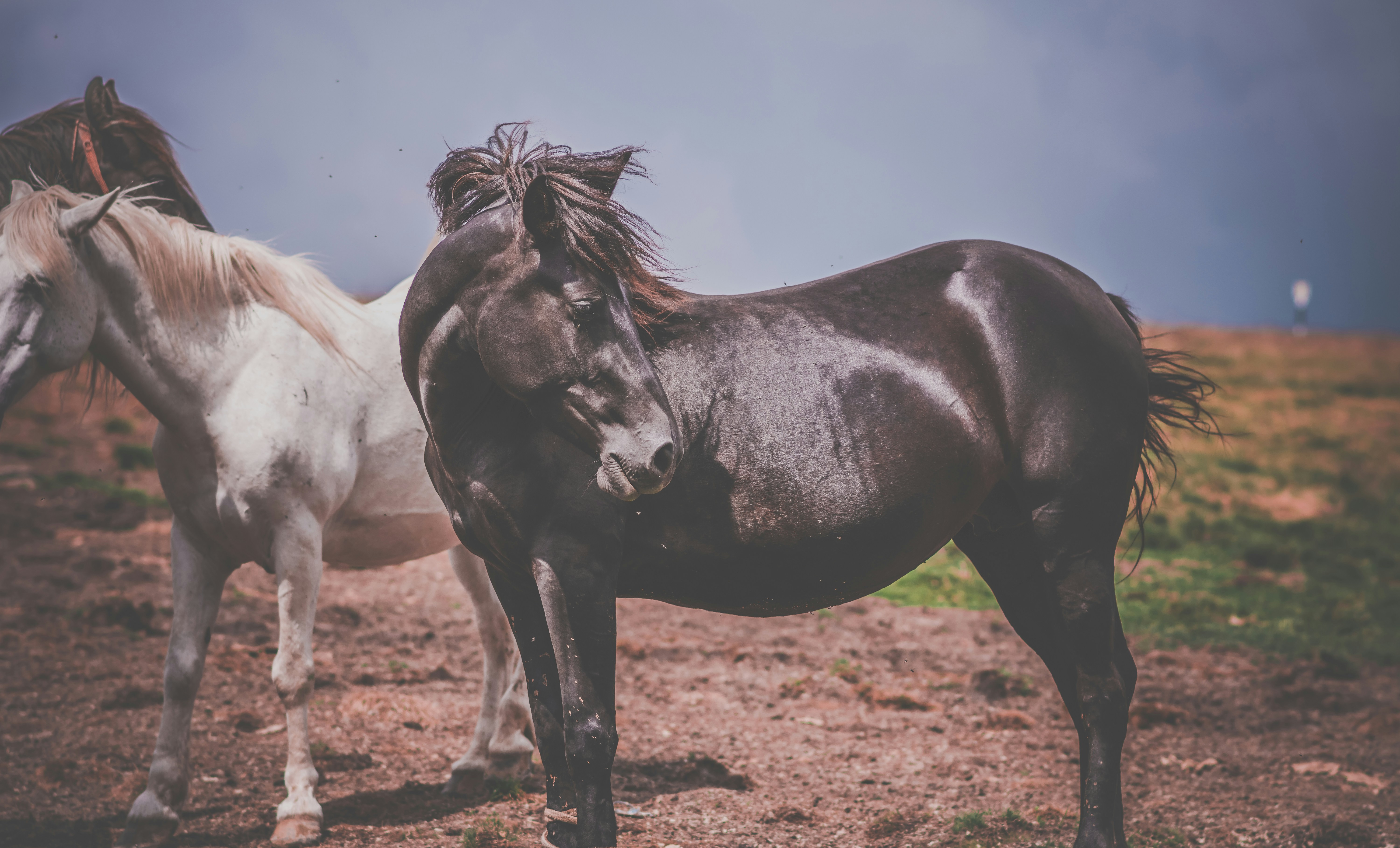 Animales | Animals | 25 best free animal, mammal, wildlife and rodent ...