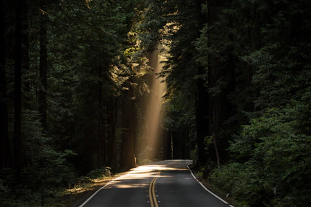 Sunbeam on a Forest Curve