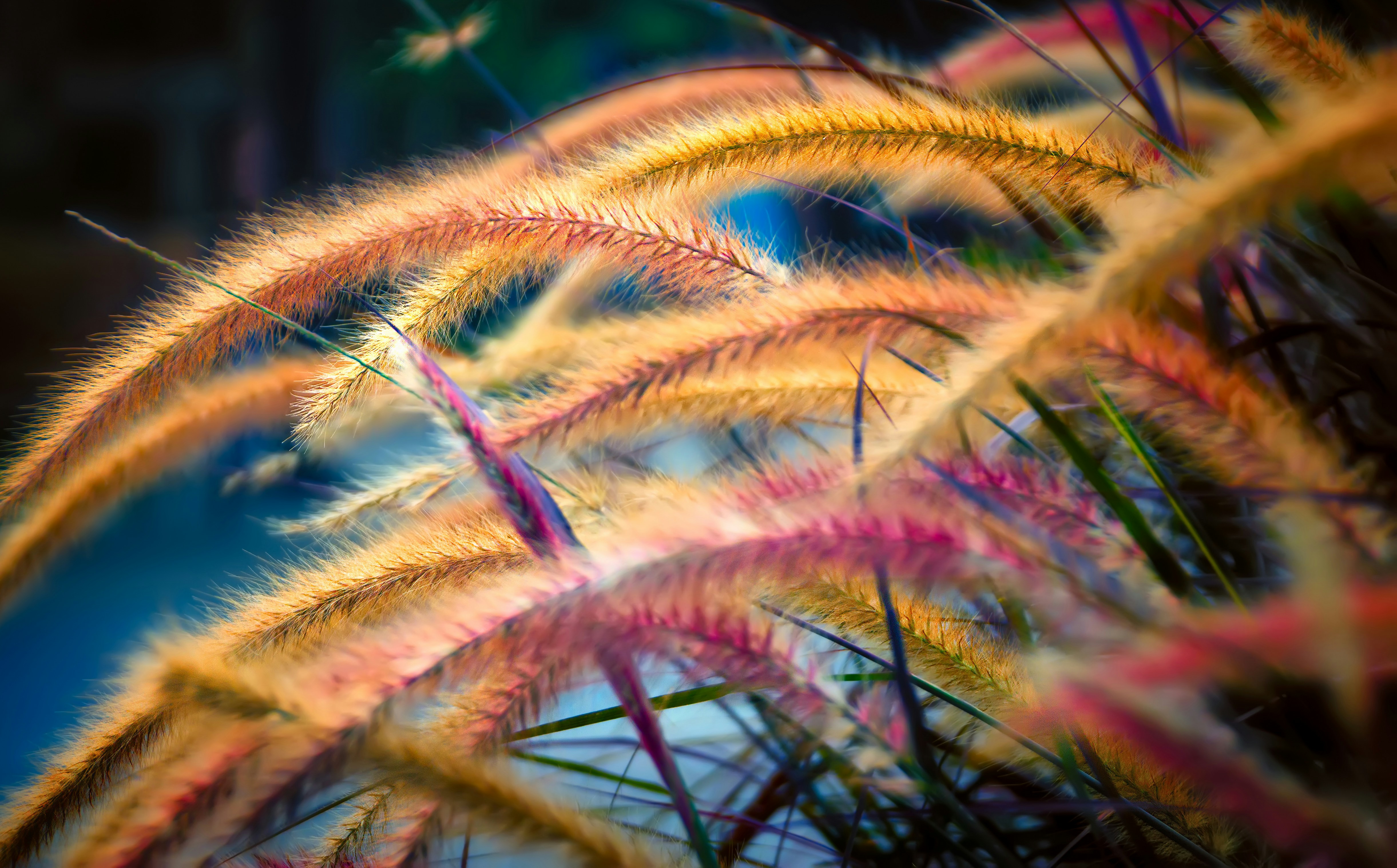 Vibrant feathered grasses sway against a blurred backdrop, showcasing a spectrum of pink and orange hues.