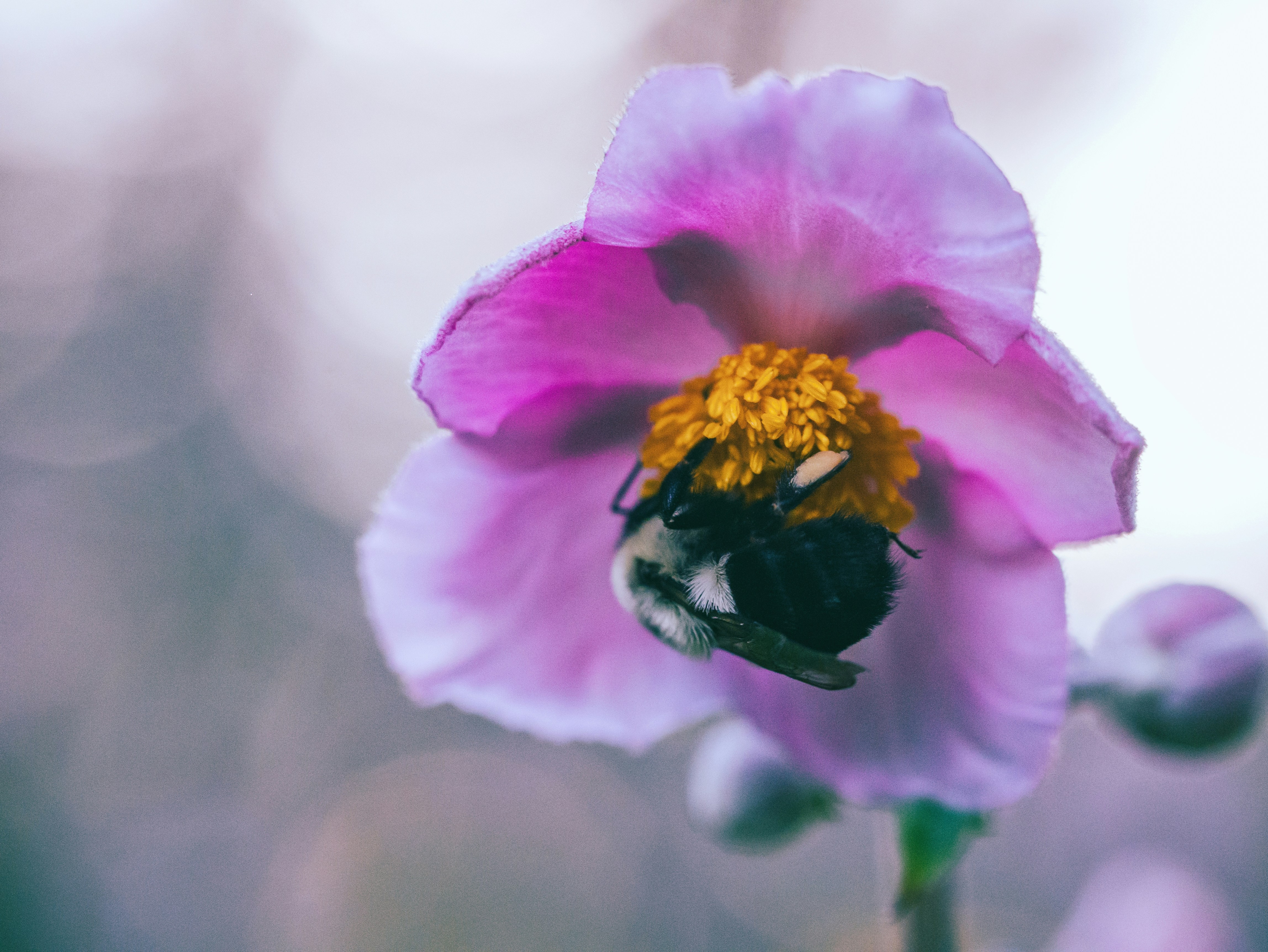 Golden Center, Soft Petals: A Bee Graces a Pink Bloom