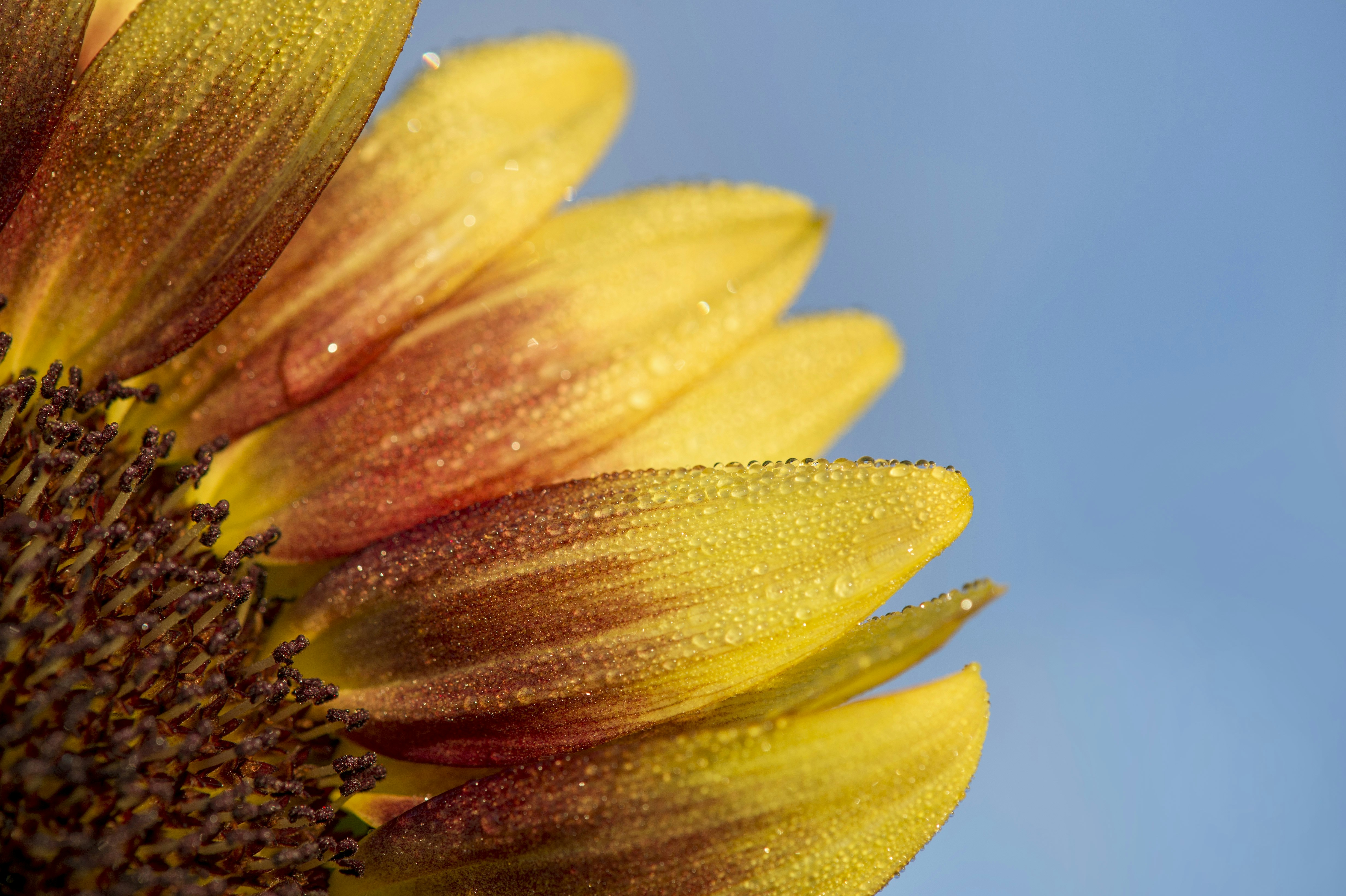 Close-up of a gerbera flower with dewdrops on petals against a clear blue sky.