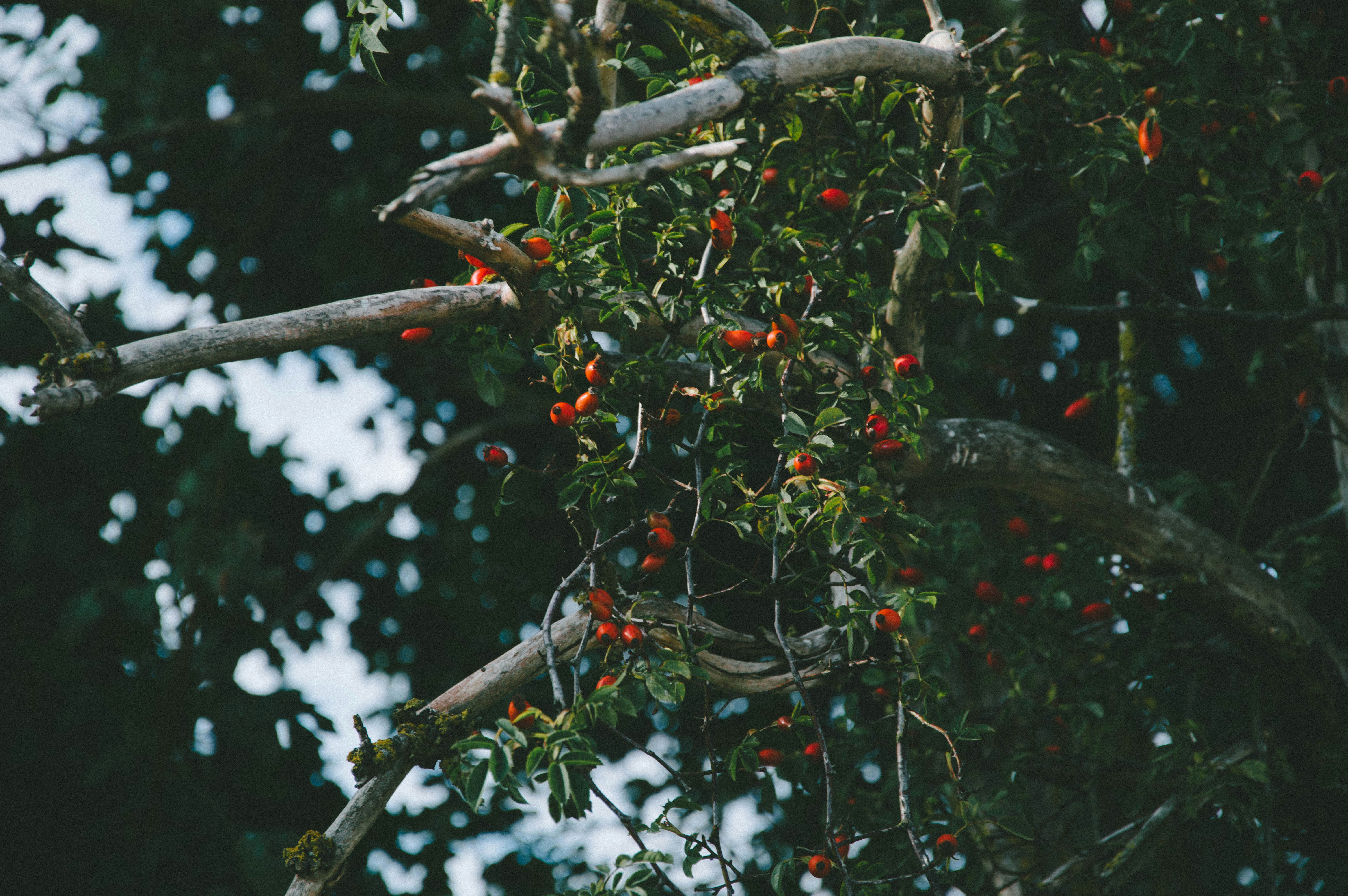 A cluster of vibrant red berries hangs from a gnarled tree branch, surrounded by lush green leaves against a soft-focus background.