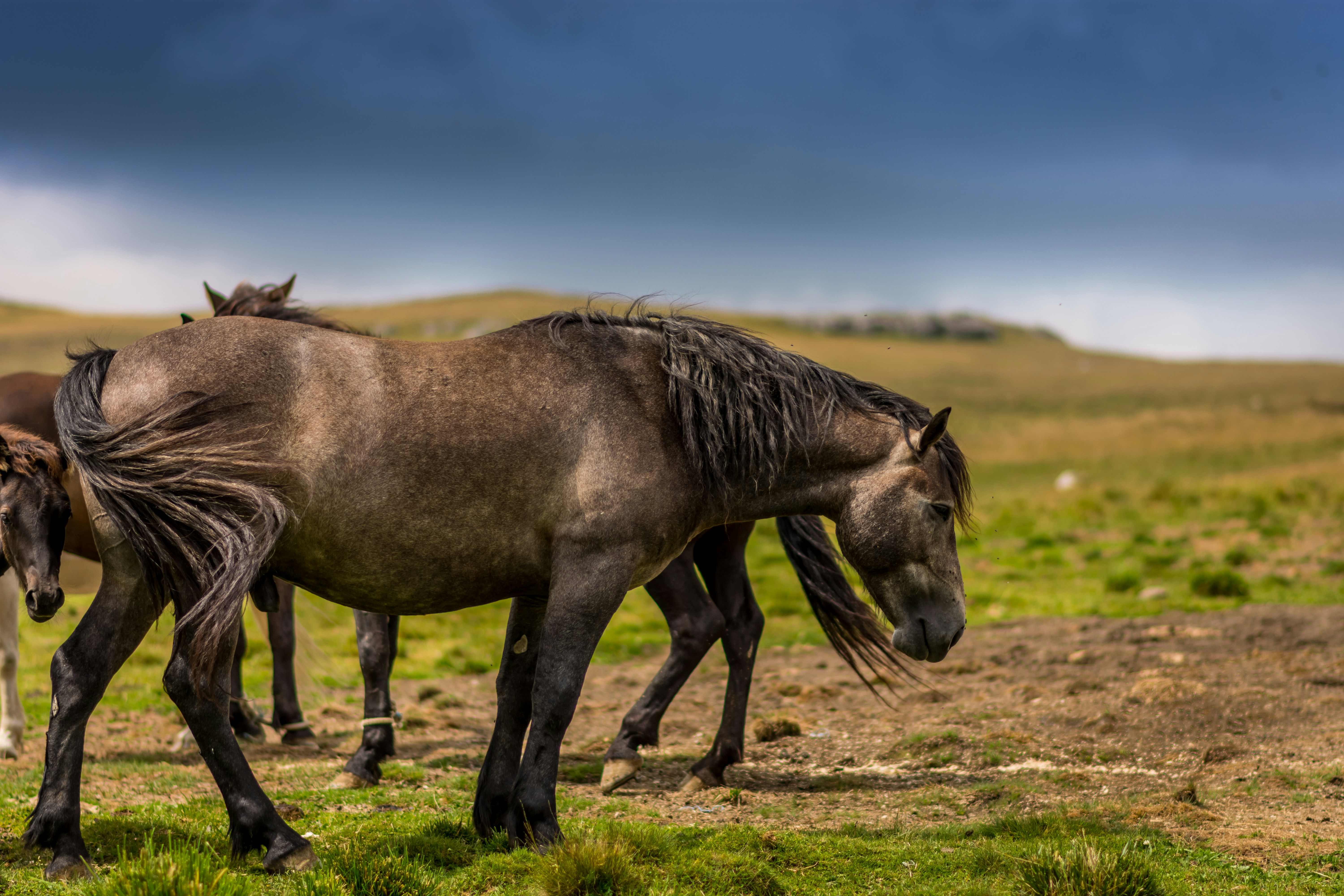 Animales | Animals | 25 best free animal, mammal, wildlife and rodent ...