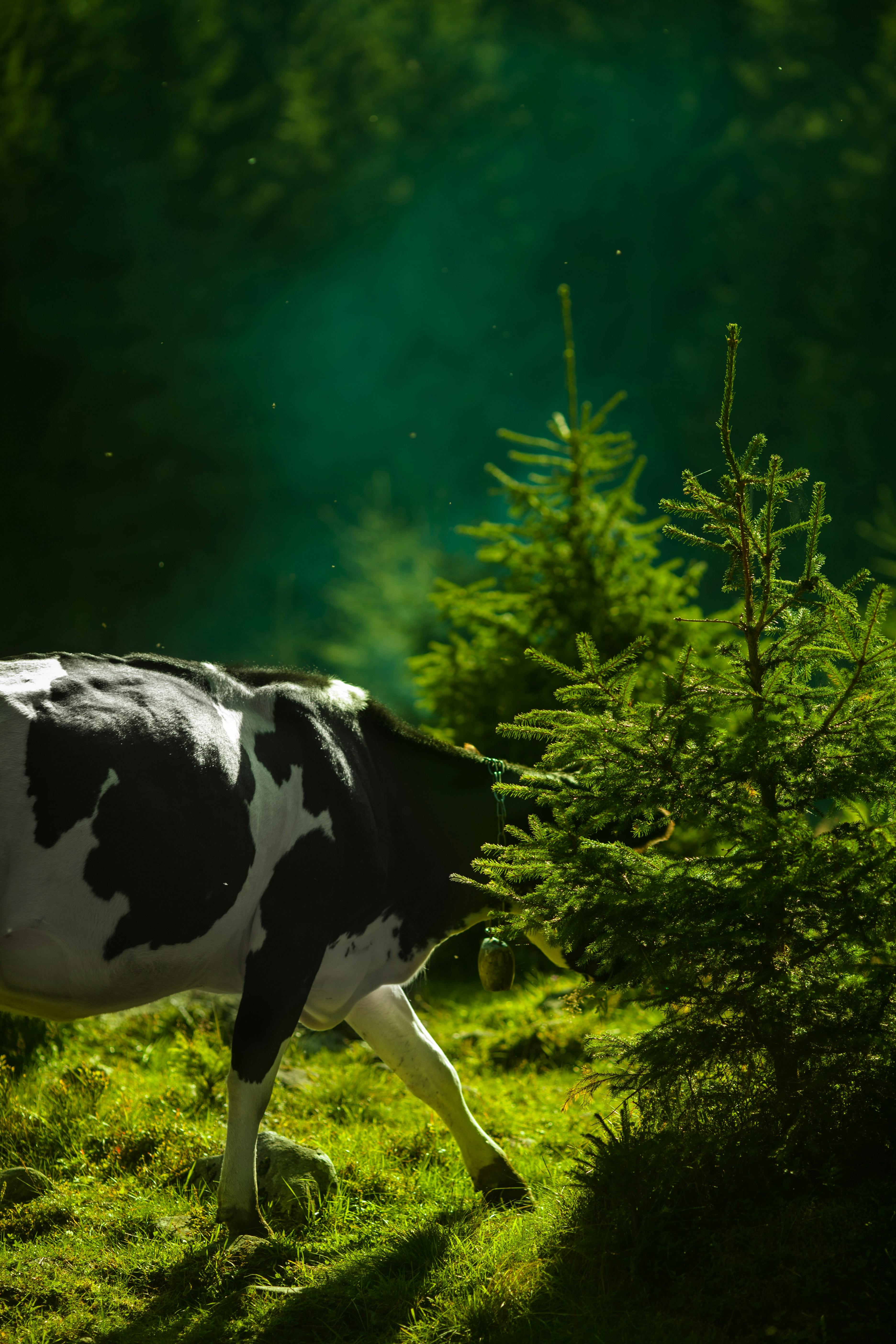 A dairy cow navigating through a lush green meadow, surrounded by coniferous trees in soft sunlight. The scene captures the essence of rural tranquility.