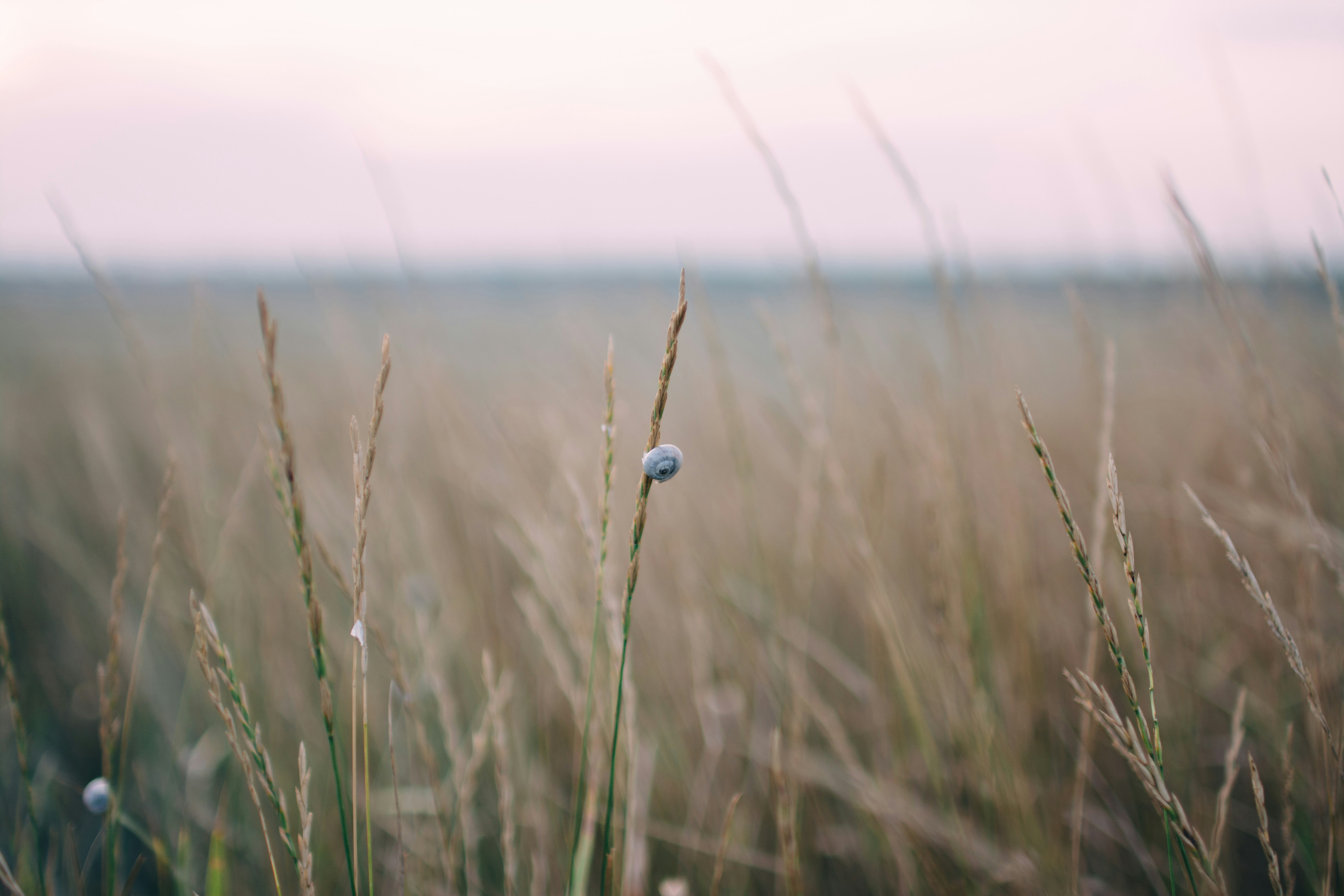 Définition de spica | Dictionnaire français