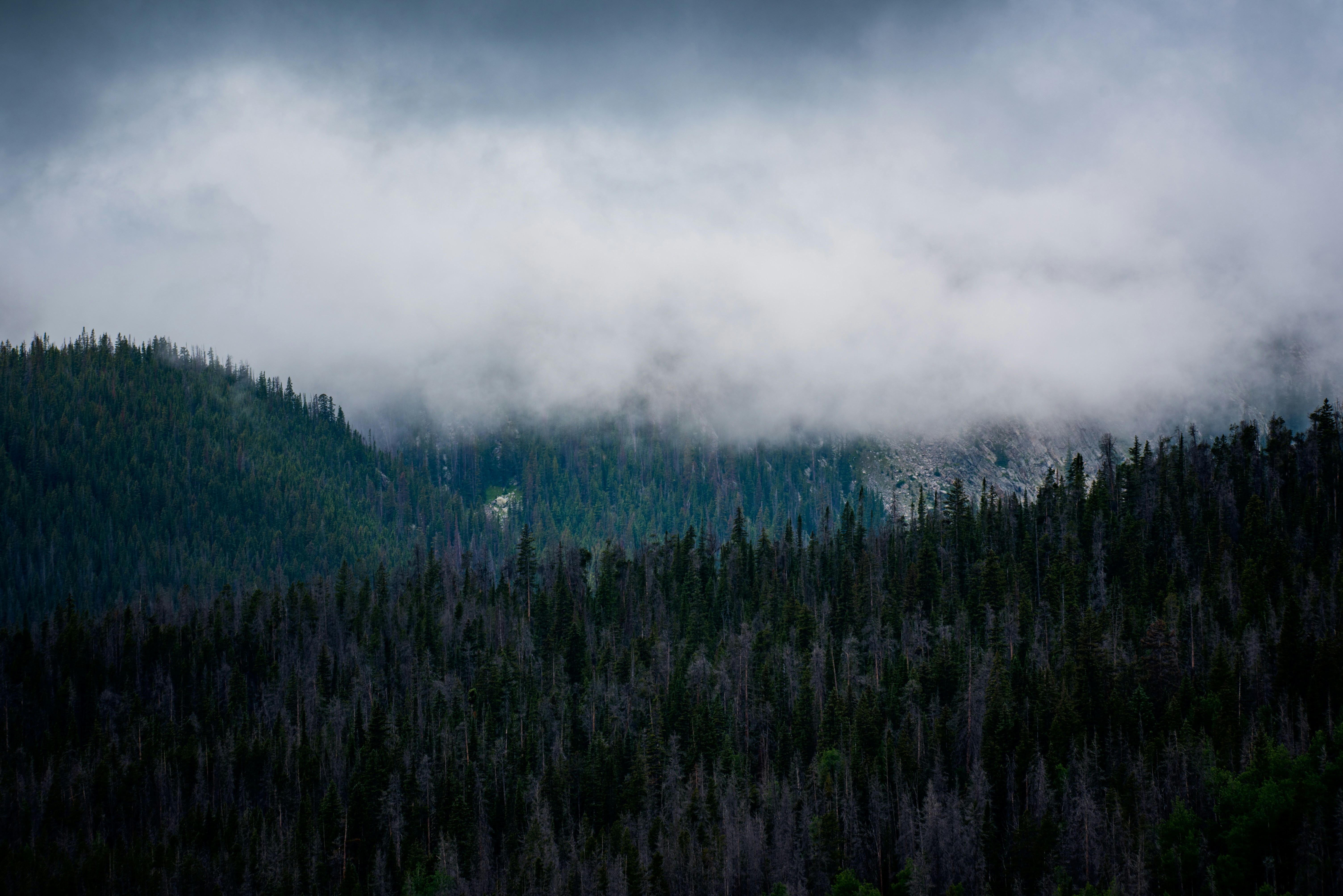 Fog drifts over a dense forest beneath a cloudy sky.
