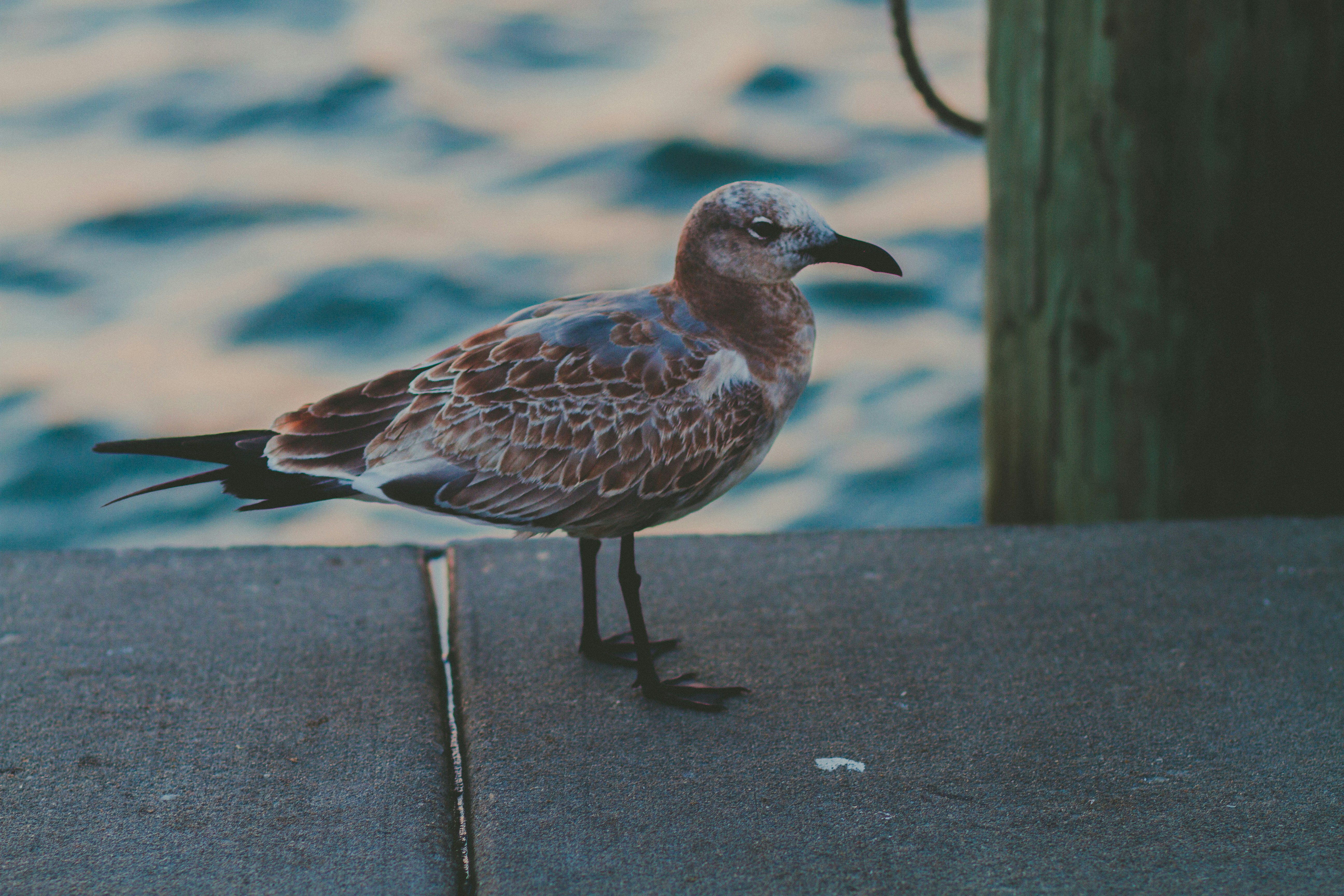 Seagull standing on a wooden dock with rippling blue water in the background.
