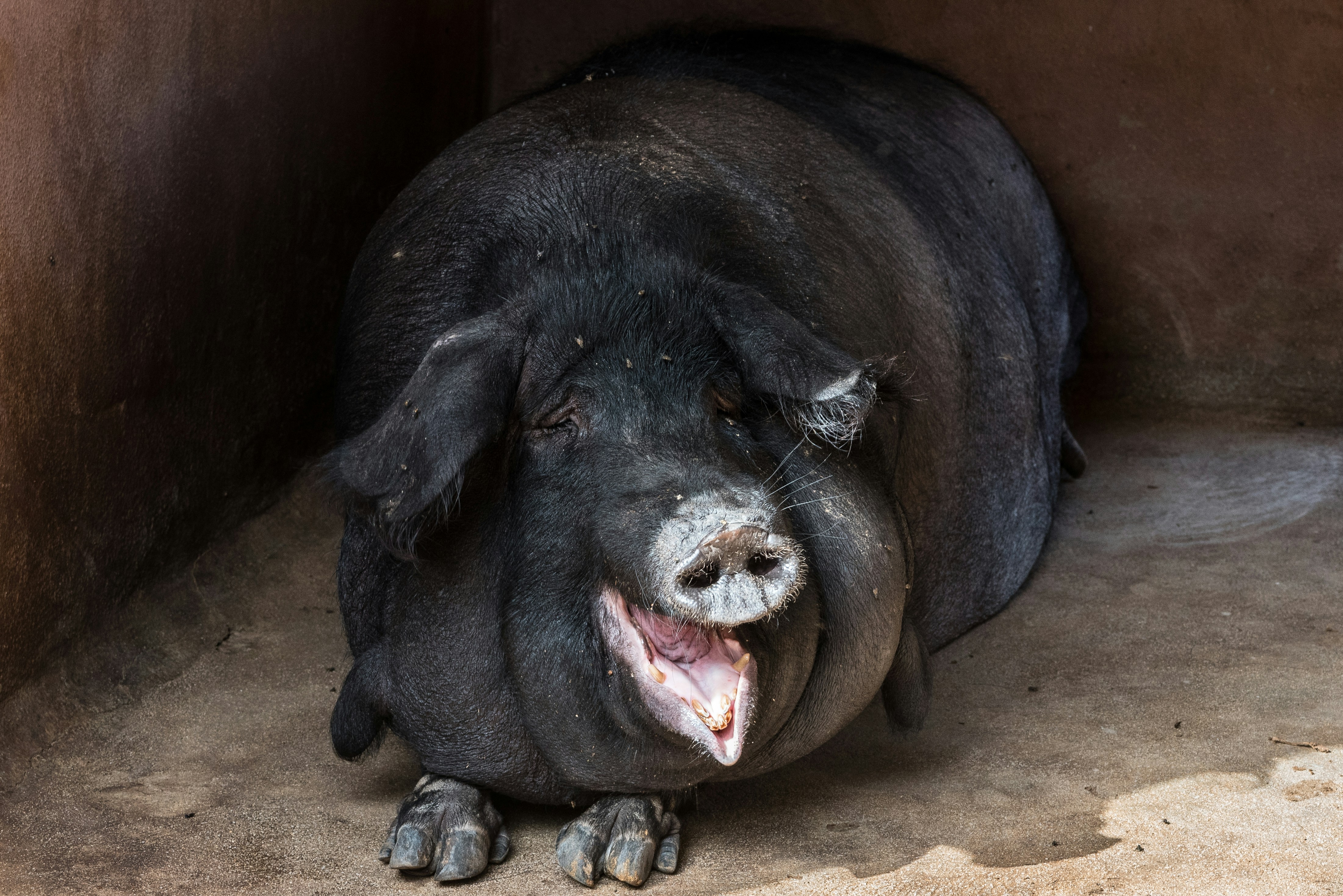 Pig Farm Pictures | Download Free Images on Unsplash
