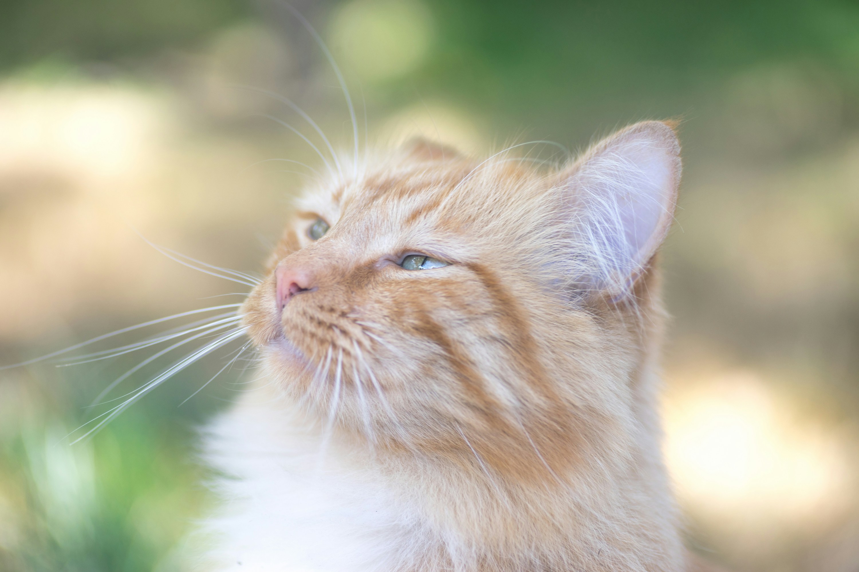 Cat Mapper (Max Ogden) (@catmapper) | Komunitas Foto Unsplash