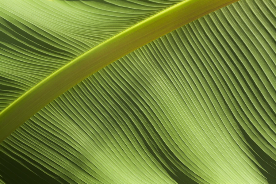 Close-up of a bright green leaf with layered veins and a curved stem crossing diagonally through the frame.