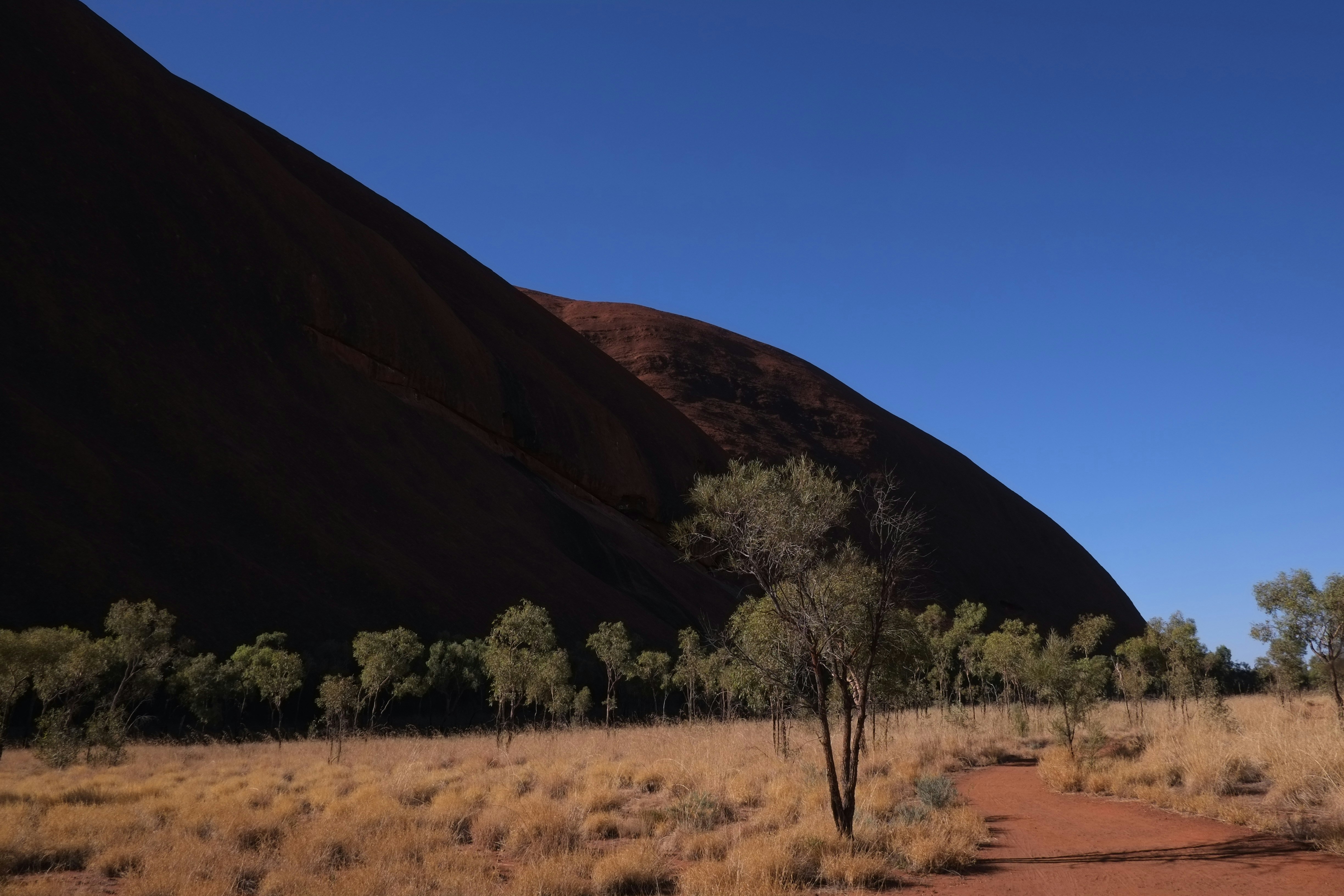 A solitary tree stands amidst the golden grasses, framed by the towering red rock formations under a clear blue sky.
