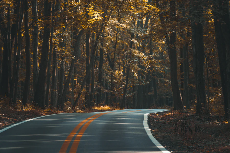 A winding two-lane road curves through a dense forest of tall trees with golden fall foliage. Soft light and long shadows create a quiet, moody scene.