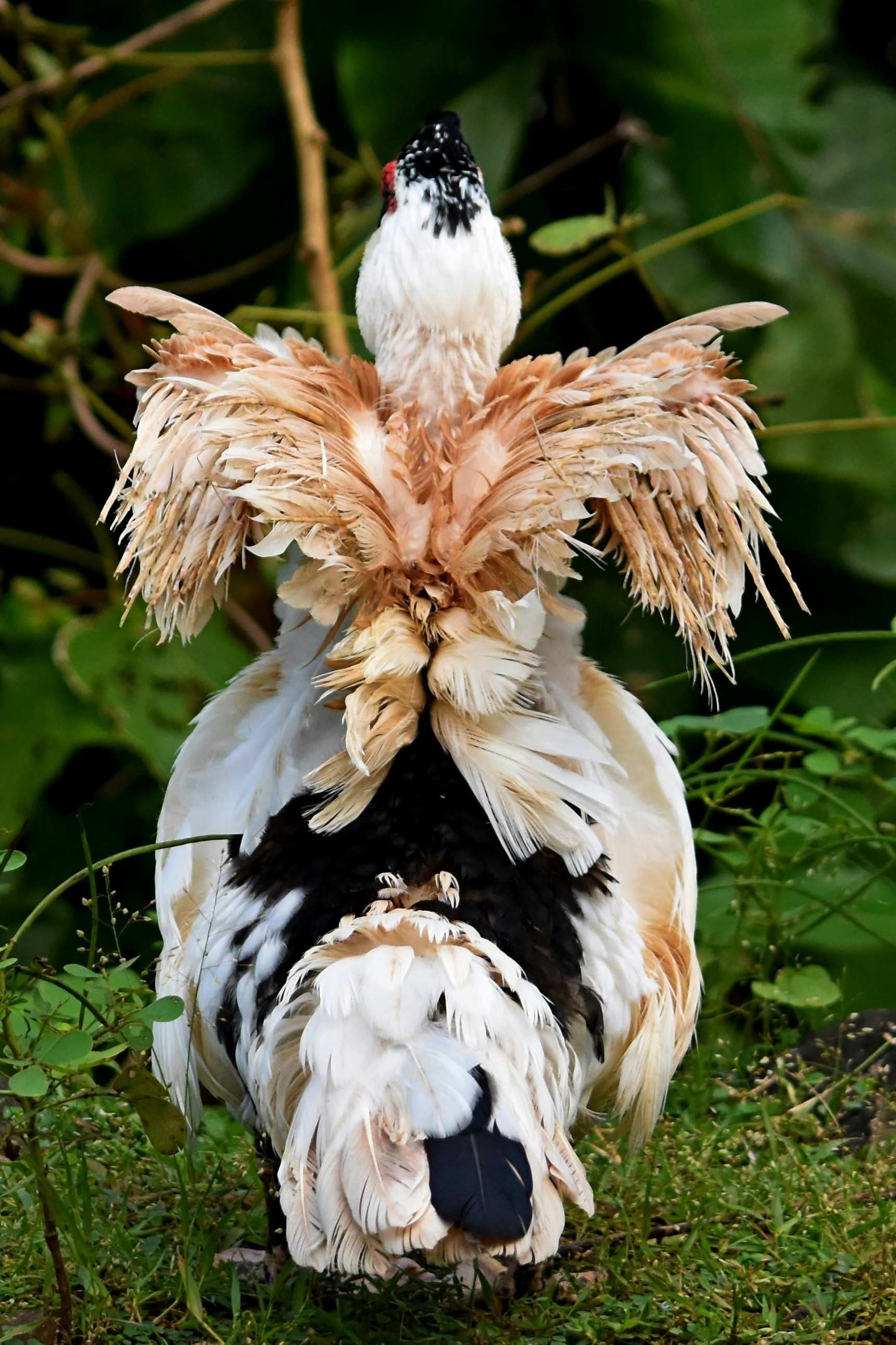 A striking bird showcasing its vibrant plumage and intricate feather patterns, poised gracefully in a lush environment.