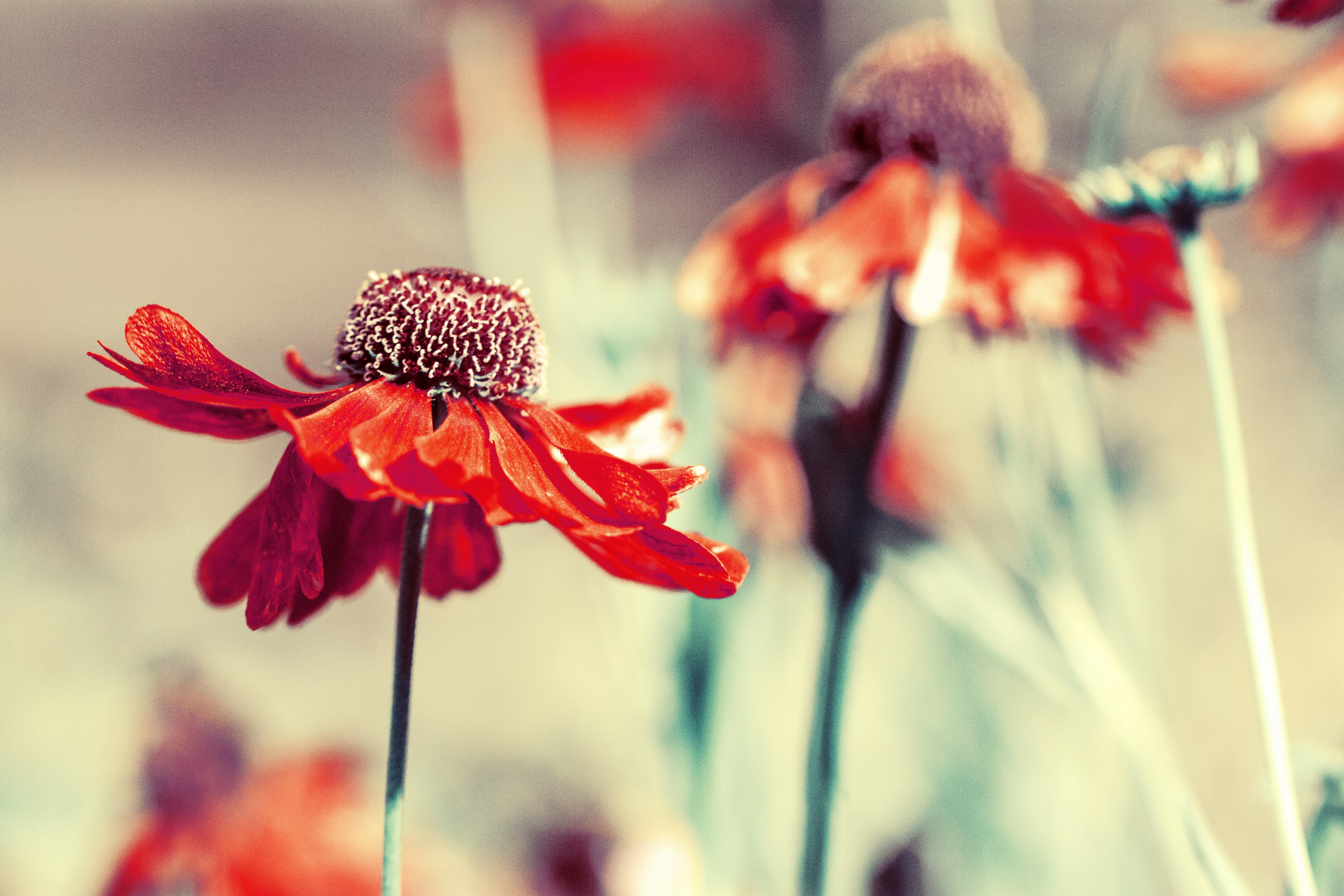 Vibrant red flower with intricate details in a softly blurred garden background. The focus highlights the delicate petals and textured center.