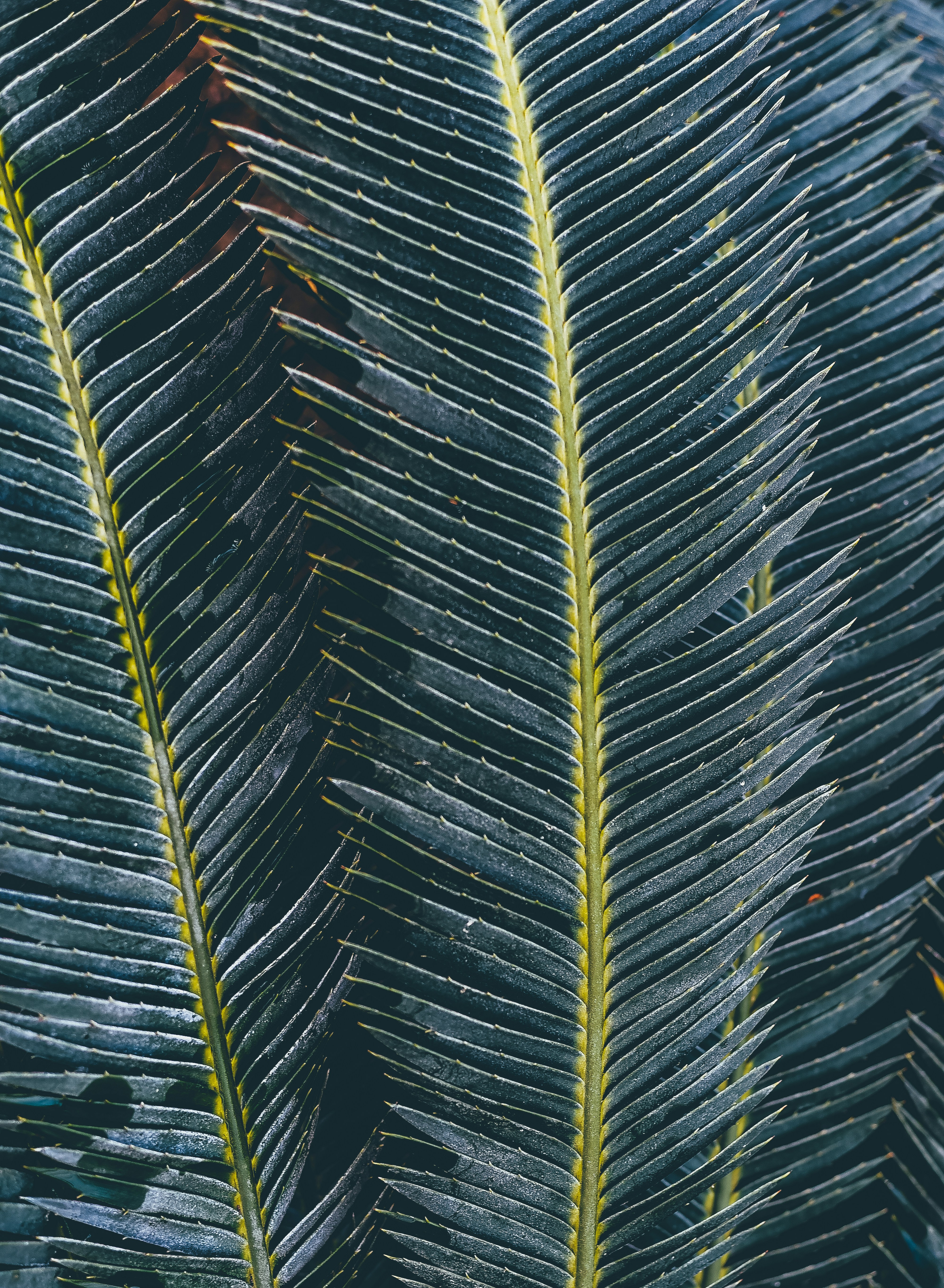Intricate fern fronds display a rhythmic pattern of green and blue hues, showcasing nature's design. The close-up reveals fine details and textures of the leaves.