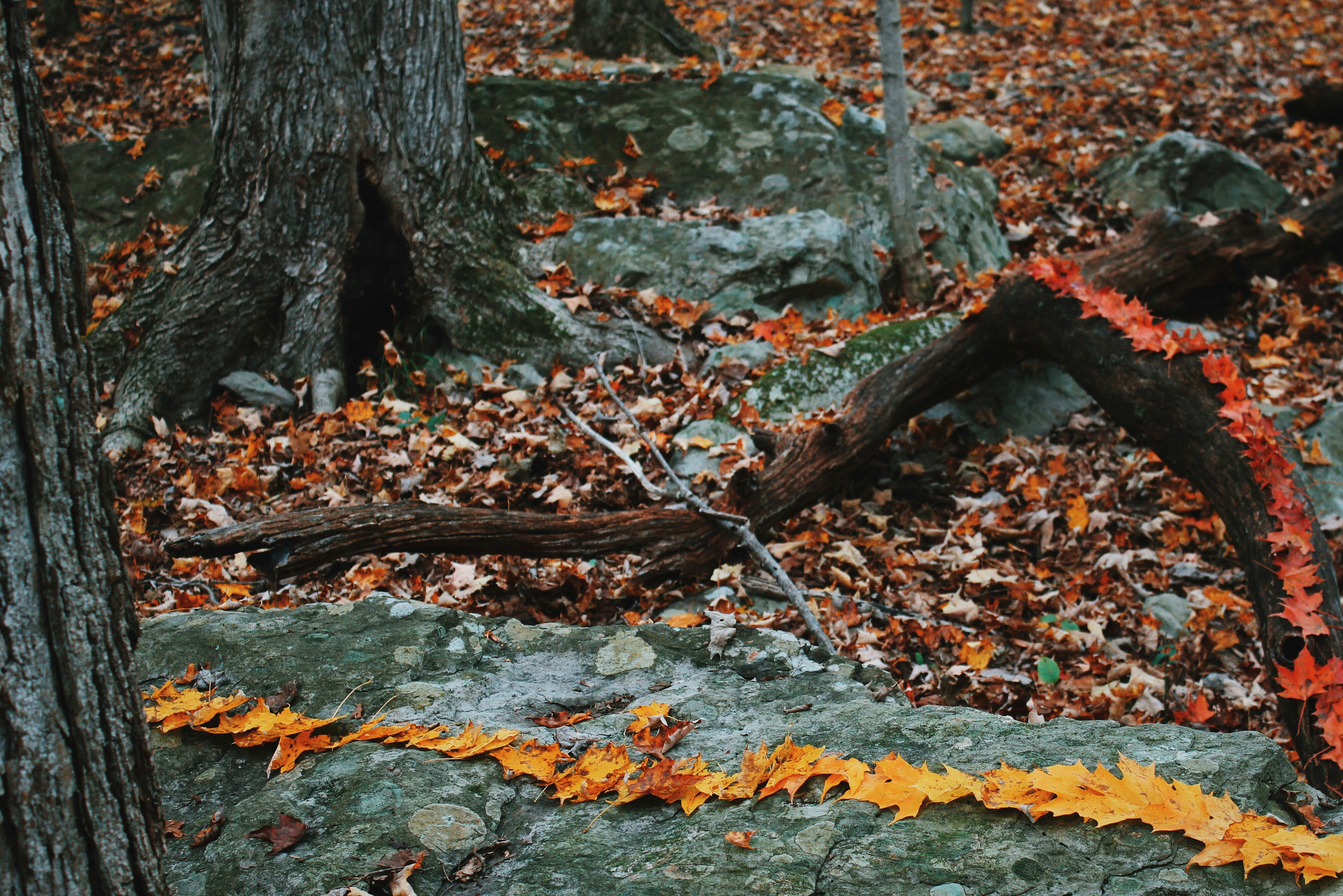 Vibrant autumn leaves scattered across rocky terrain, showcasing a natural mosaic of color and texture. A winding branch adds depth to the scene.