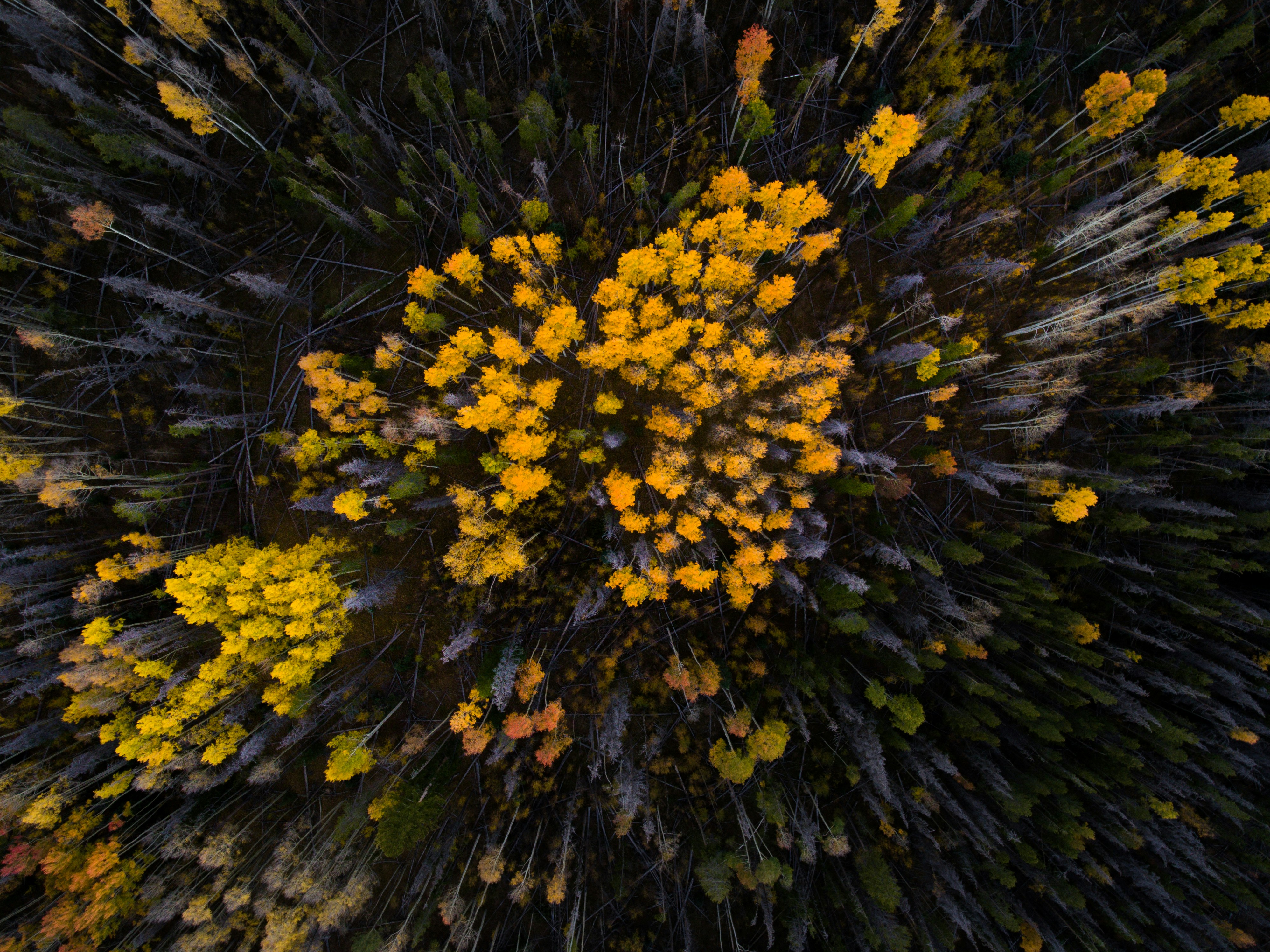 Aerial view showcasing a cluster of vibrant yellow trees surrounded by dense green and brown foliage. The contrast highlights the transition of seasons.