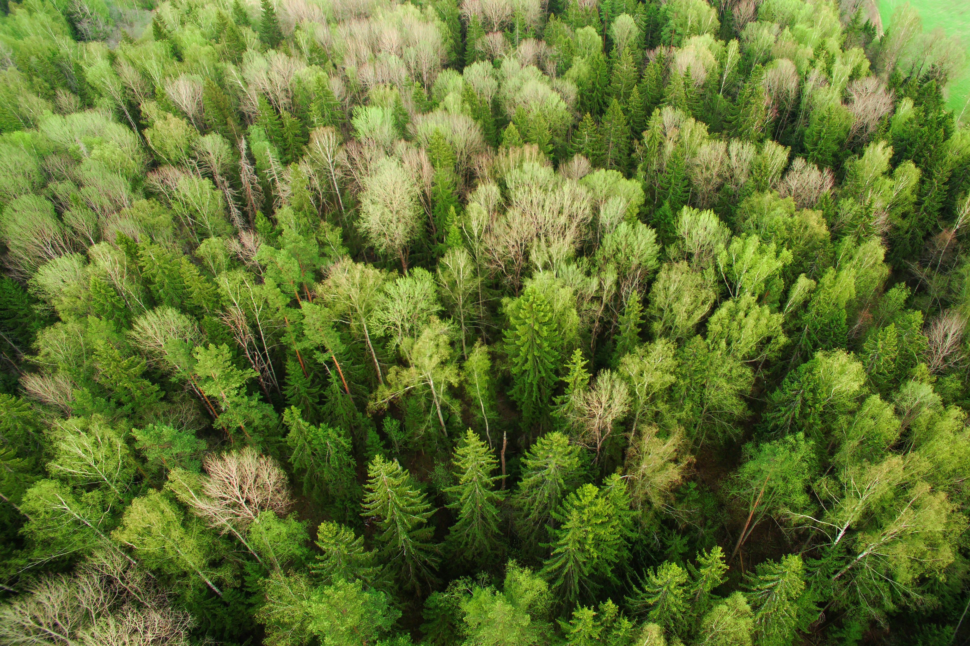 Aerial view of a dense forest showcasing a vibrant mixture of lush green trees and sparse brown foliage, highlighting the diversity of the ecosystem.
