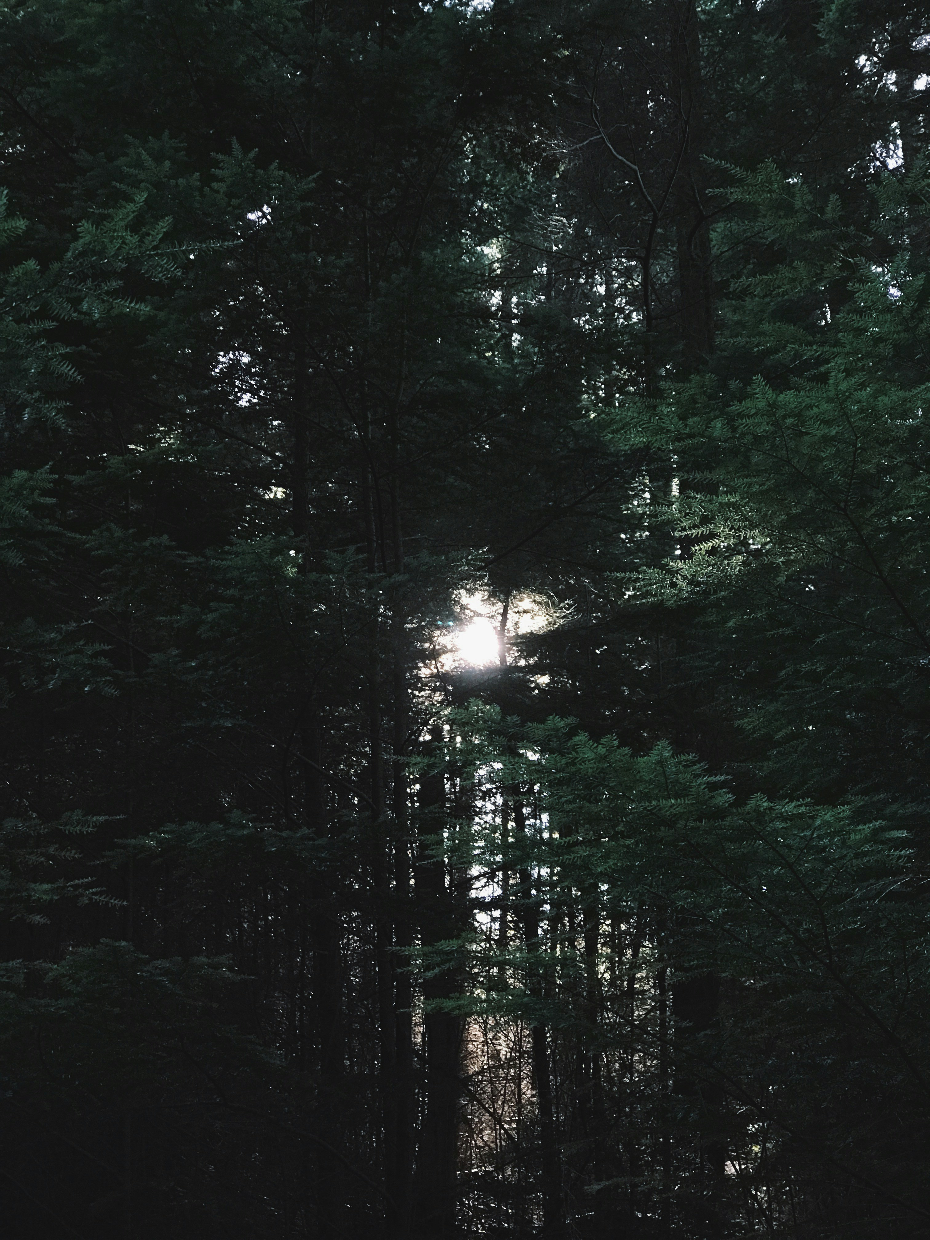 Définition de os trigone | Dictionnaire français