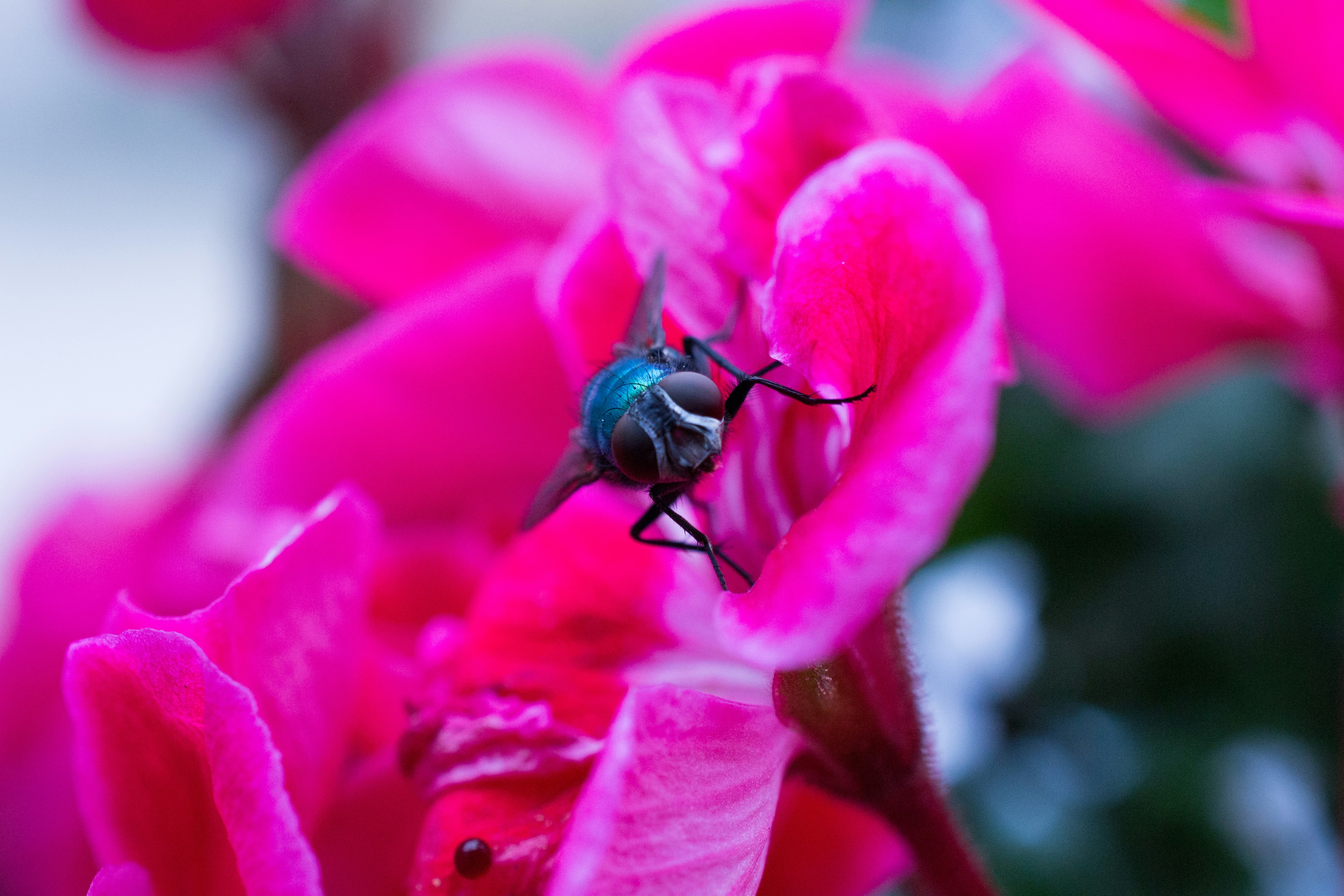 A vibrant blue fly rests on a bright pink flower petal, showcasing intricate details of both the insect and the bloom.