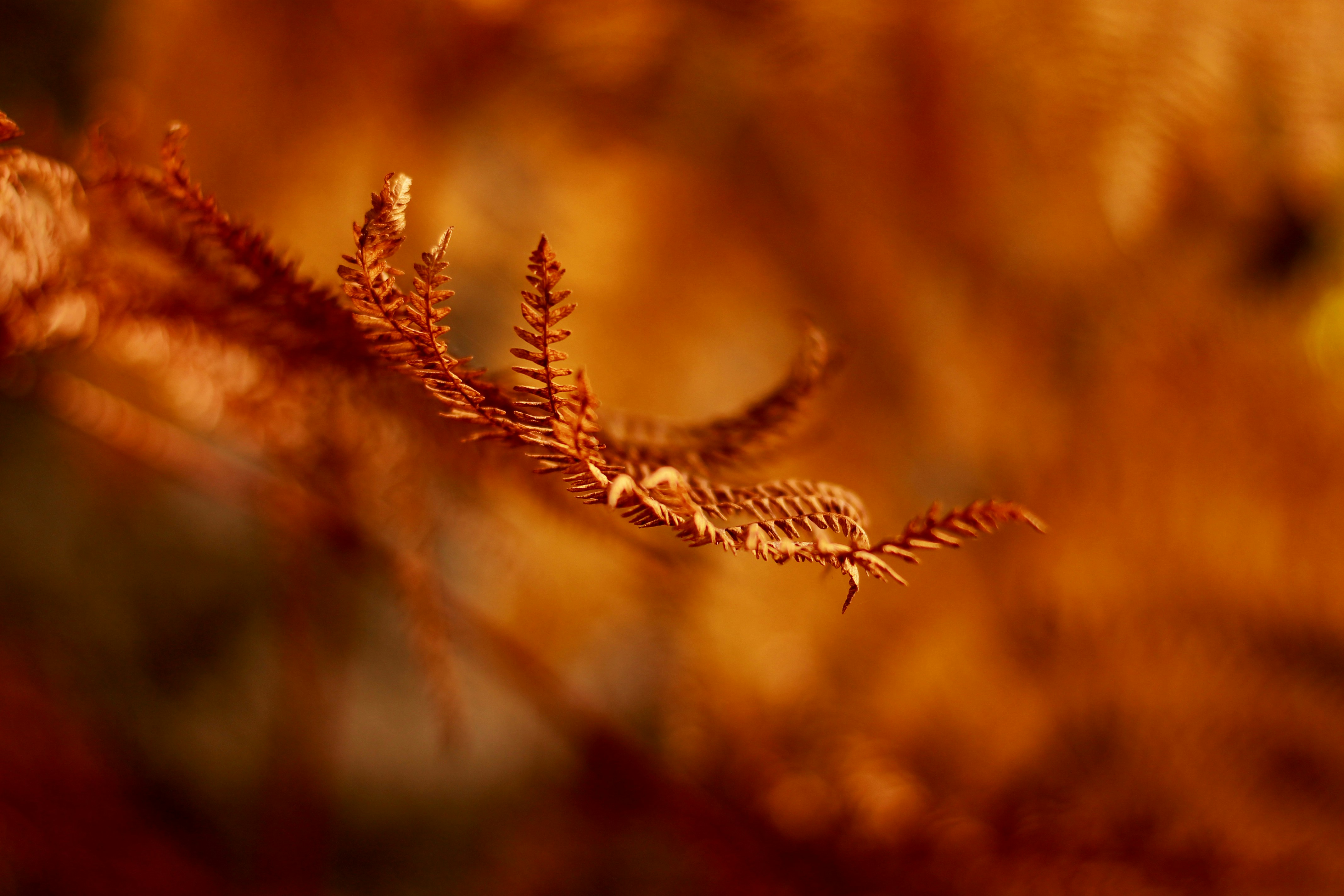 Close-up of a brown fern with a blurred orange background.