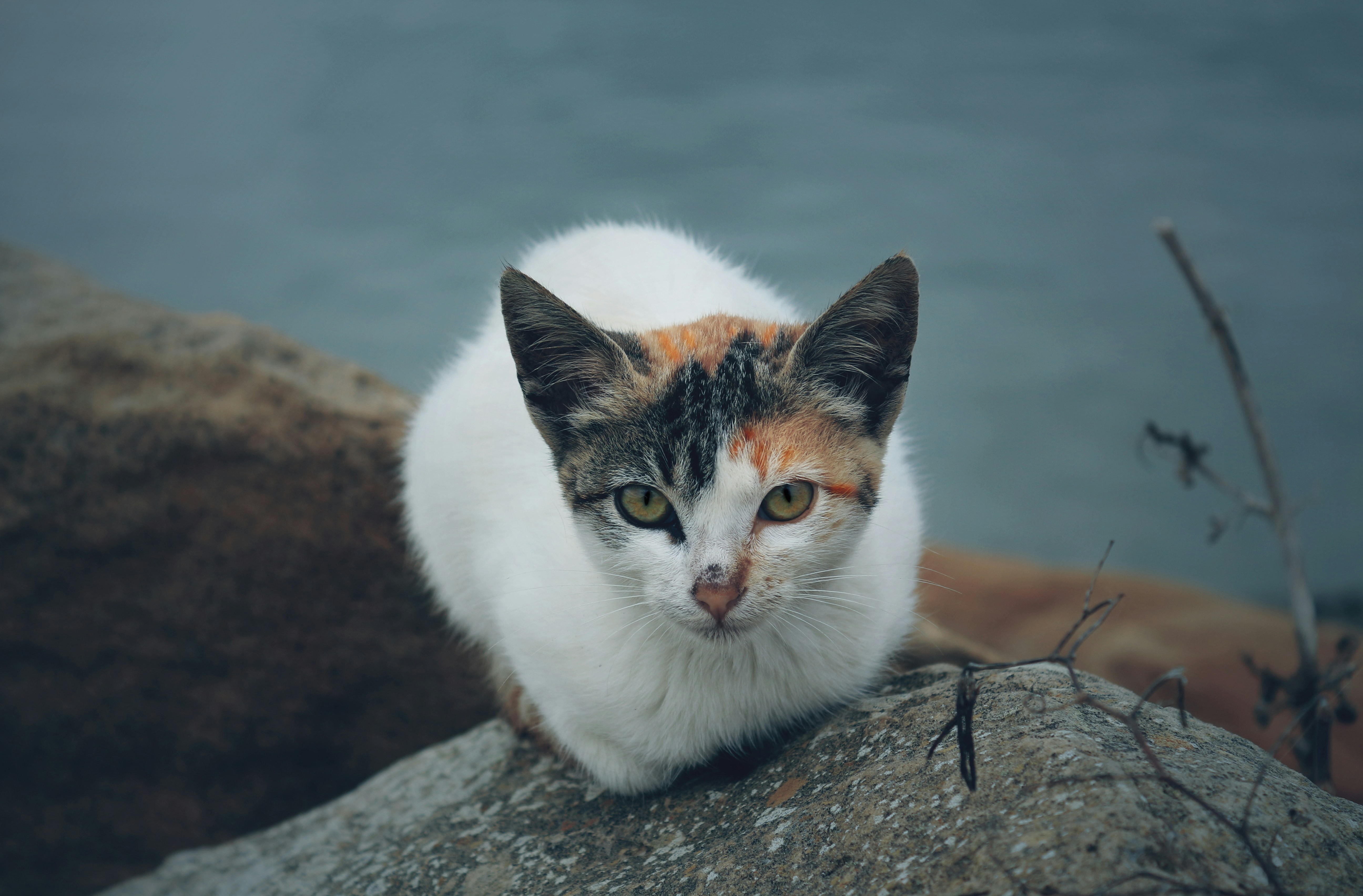 Kitty Cat Jps Pictures | Download Free Images on Unsplash