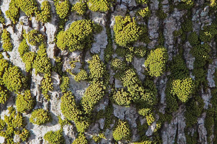 aerial photo of green trees